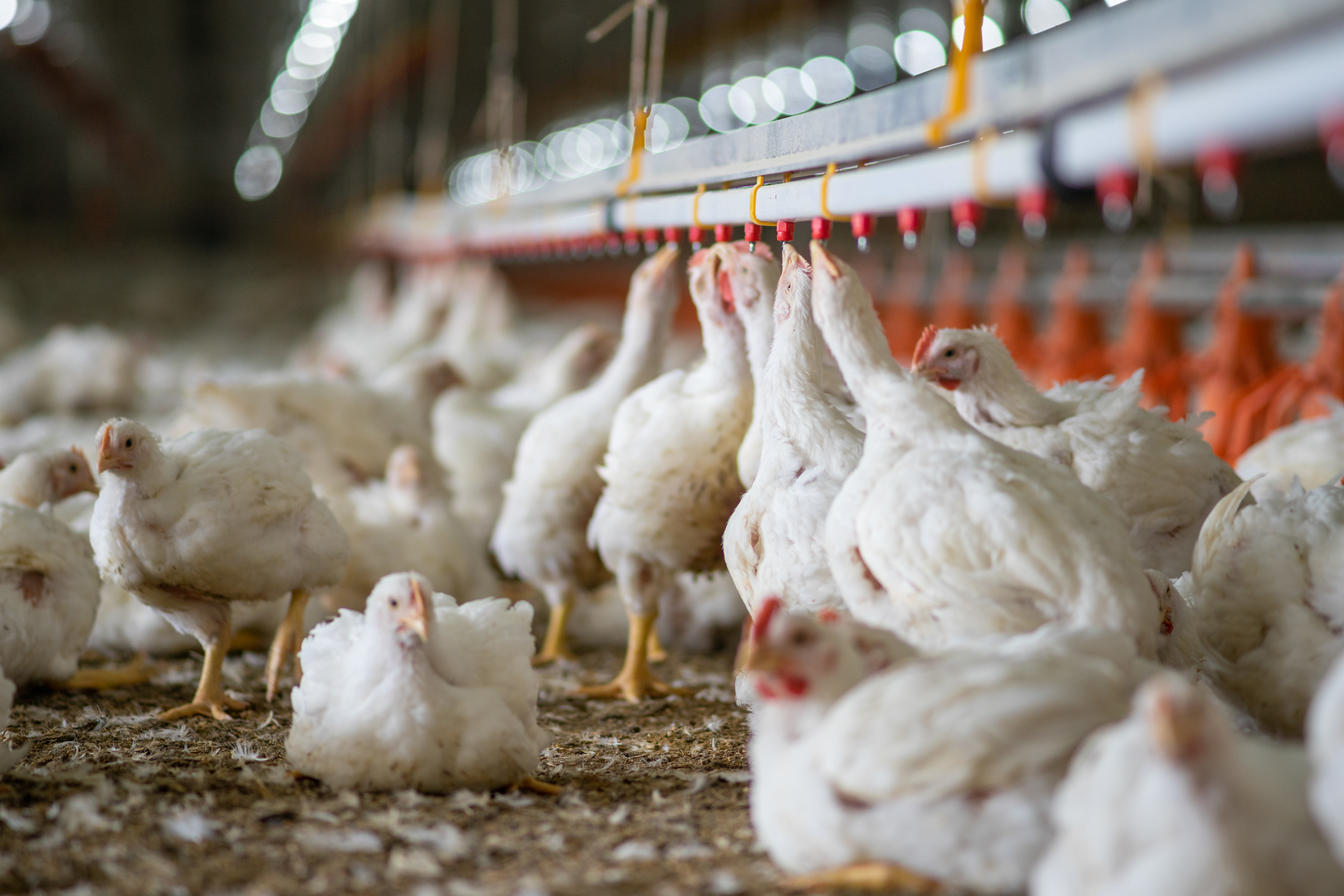 HPAI appears in 2 California broiler flocks | WATTPoultry.com