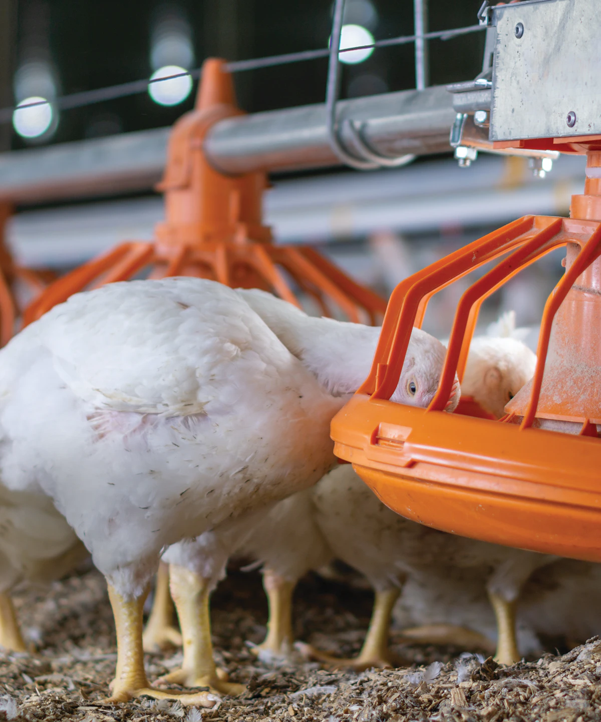 Poultry producers can optimize efficiency with nutrition | WATTPoultry.com
