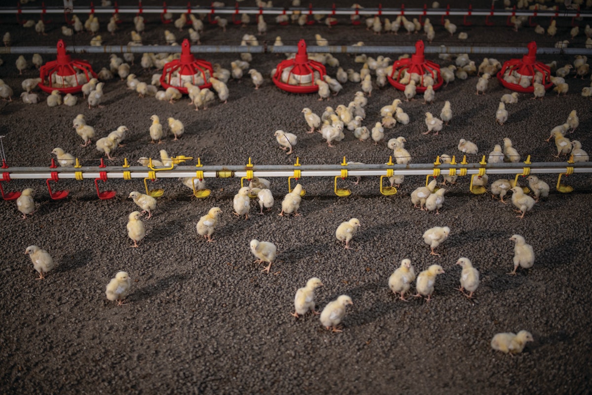 Optimizing temperature control in broiler houses | WATTPoultry.com