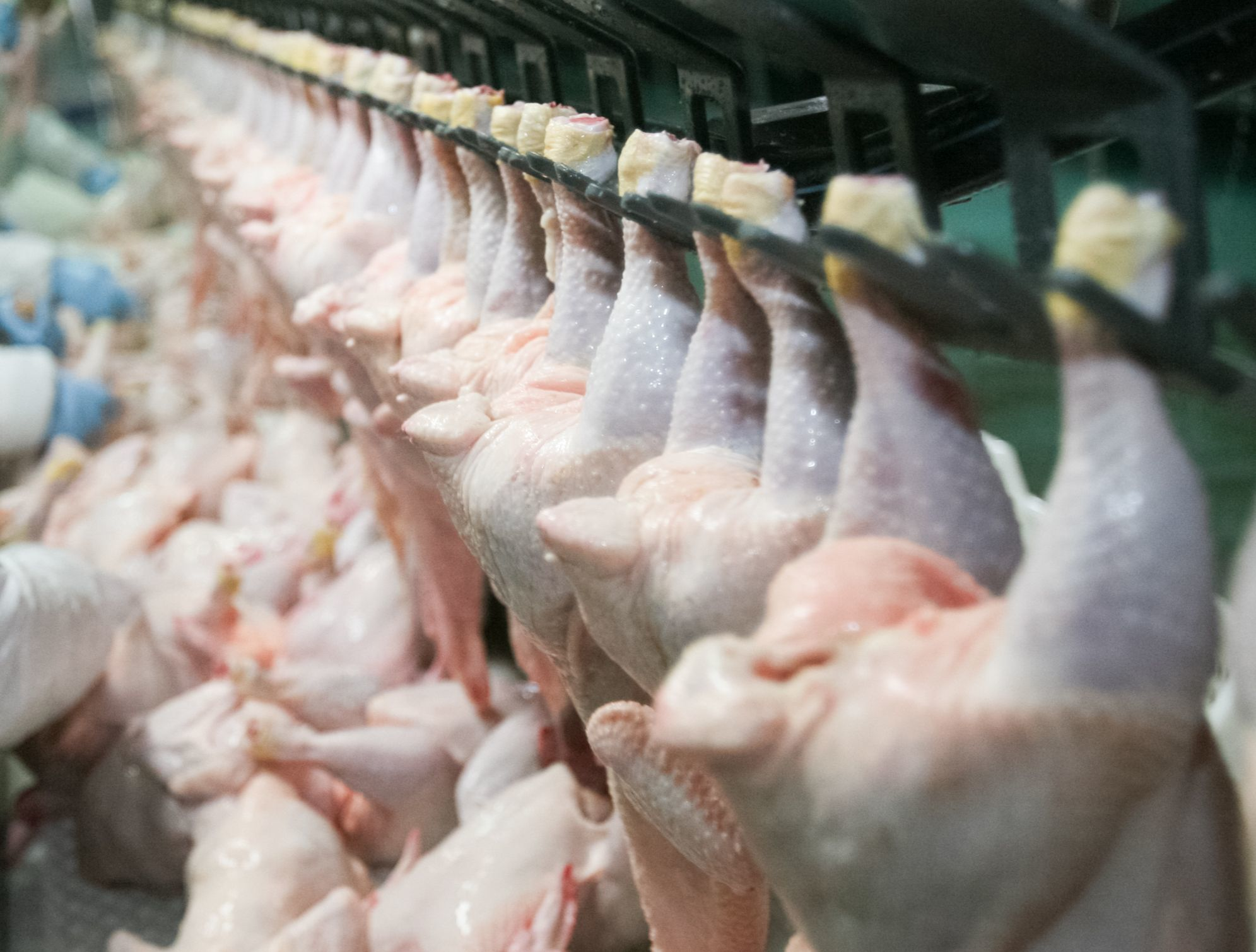 Production resumes at Rainbow Chicken plant | WATTPoultry.com