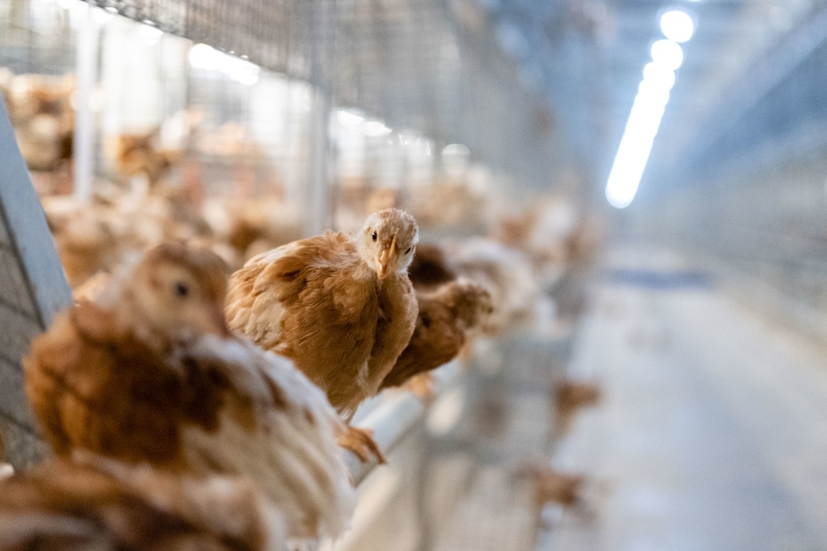 Over half of global cage-free commitments are progressing | WATTPoultry.com