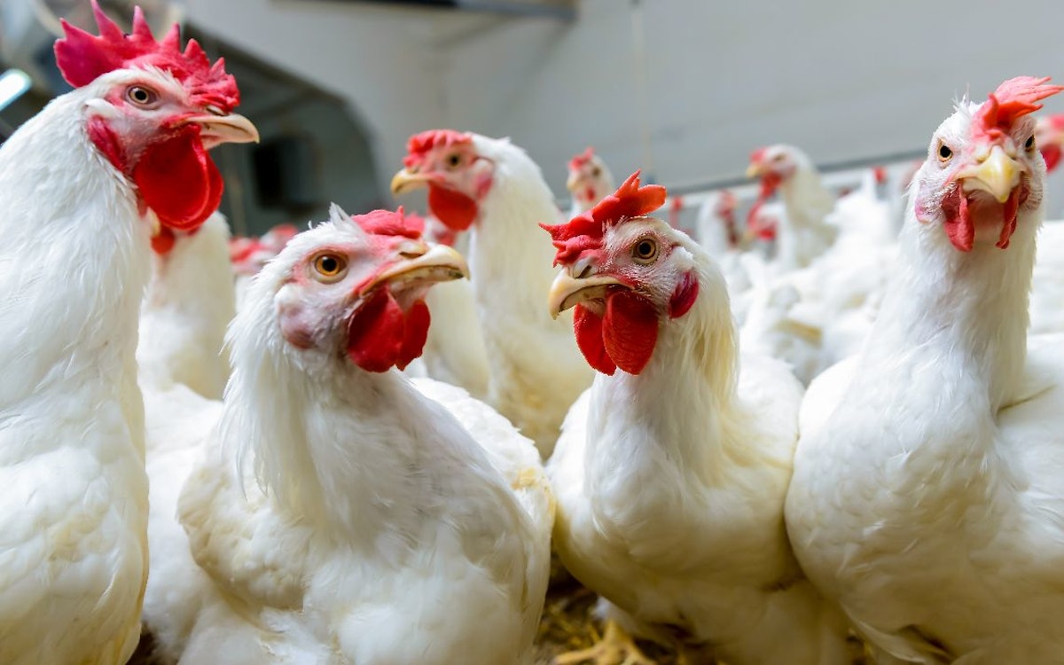 Canada’s first HPAI case of 2024 involved 11,261 broilers | WATTPoultry.com