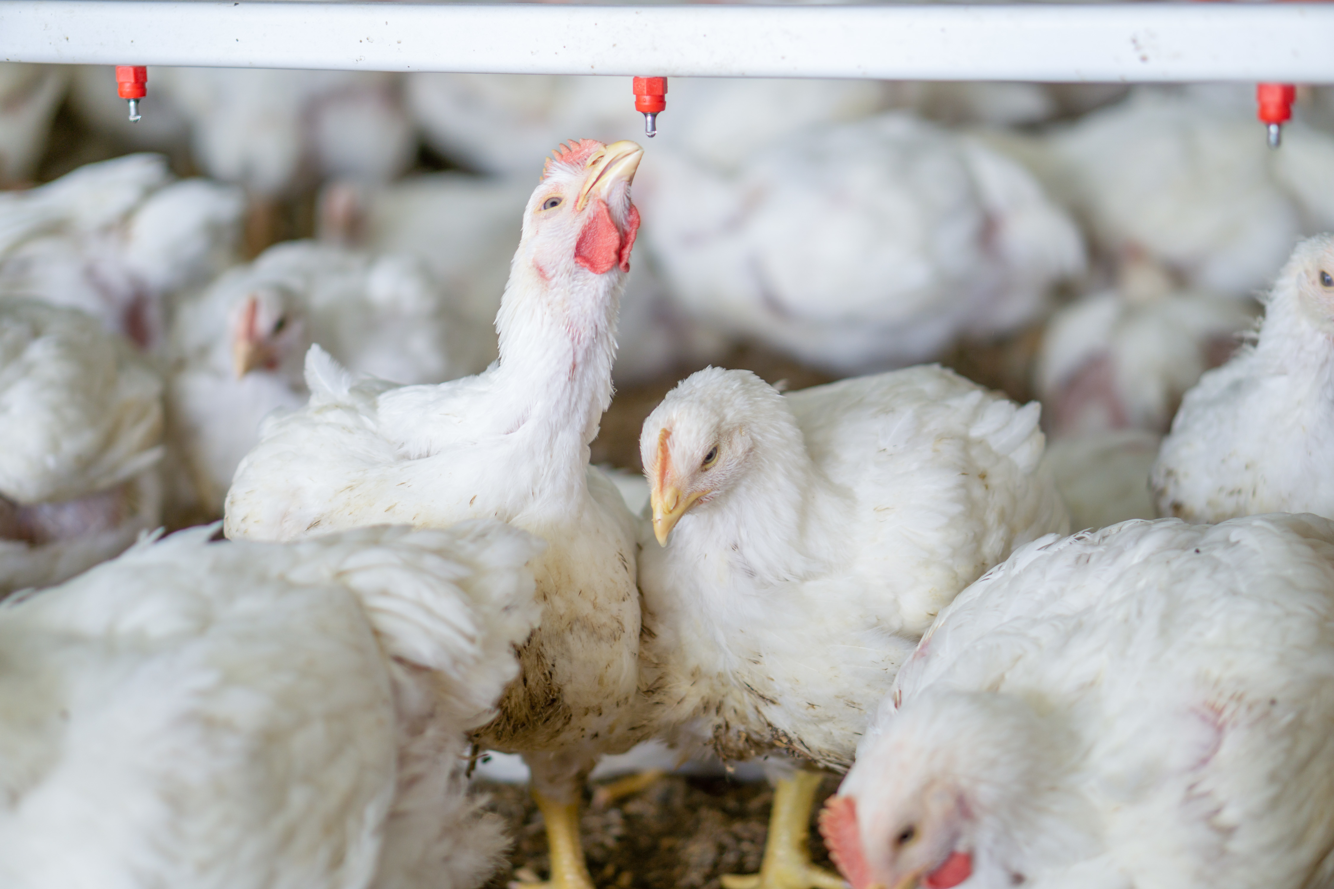 Plukon acquires Spanish poultry producer Redondo | WATTPoultry.com