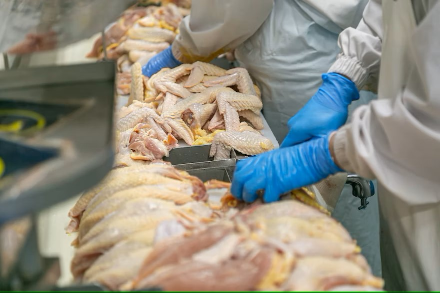 New collaboration on Russian poultry processing standards | WATTPoultry.com