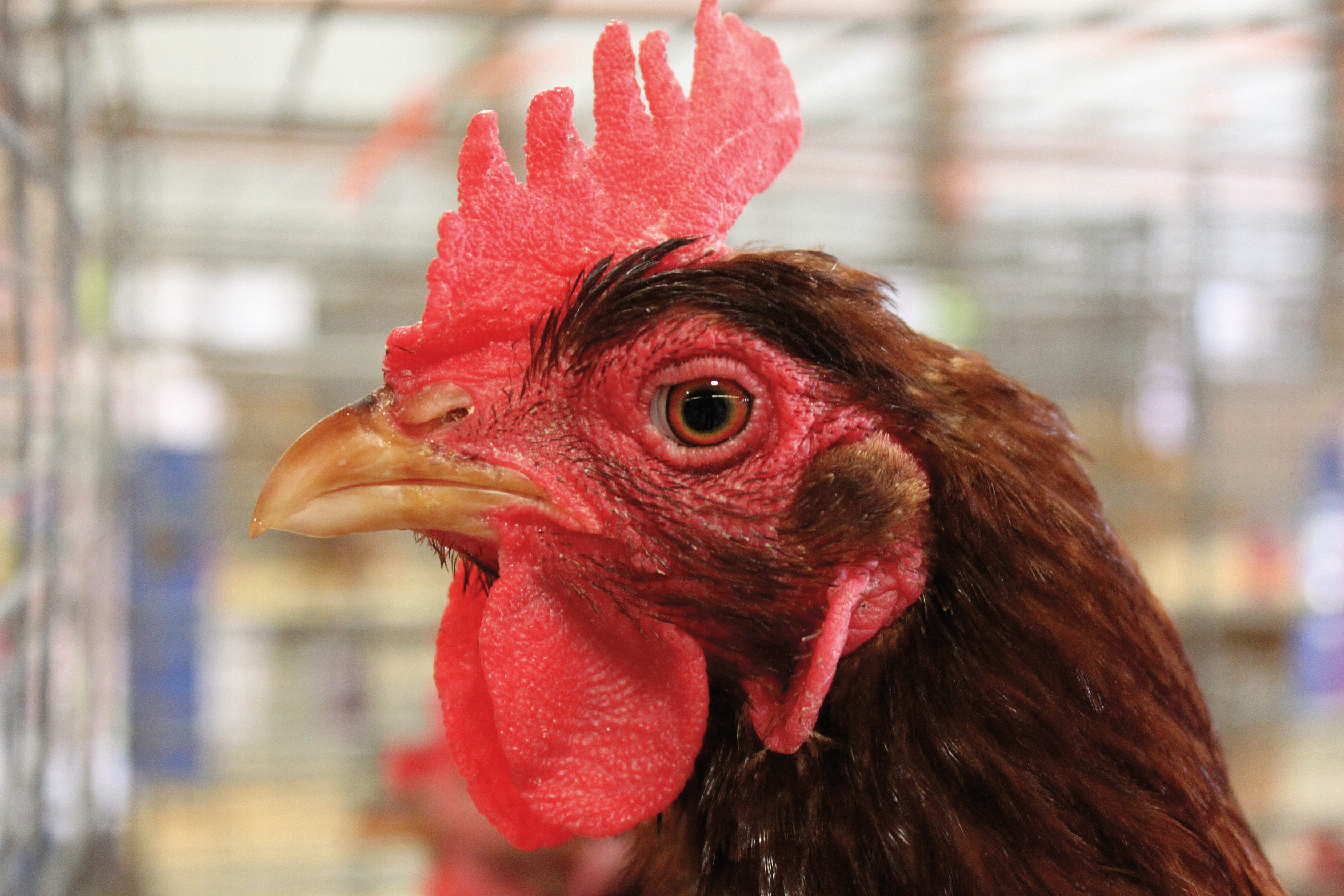U.S. poultry co-op bringing business to central Virginia | WATTPoultry.com