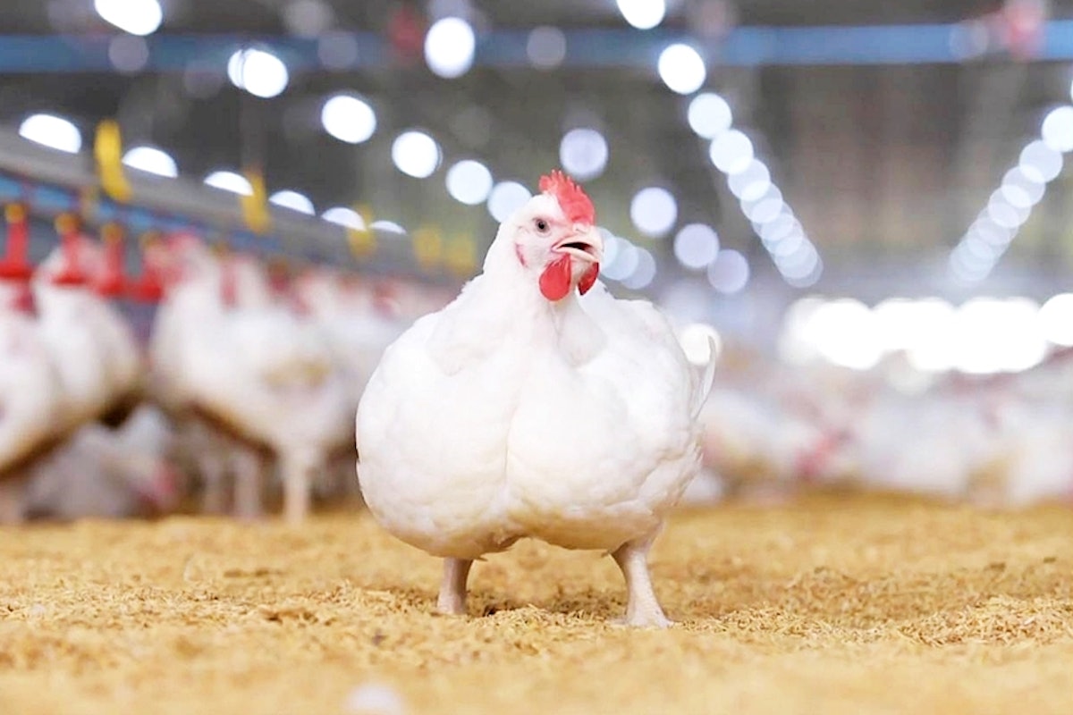 CP Foods adopts compartment system | WATTPoultry.com
