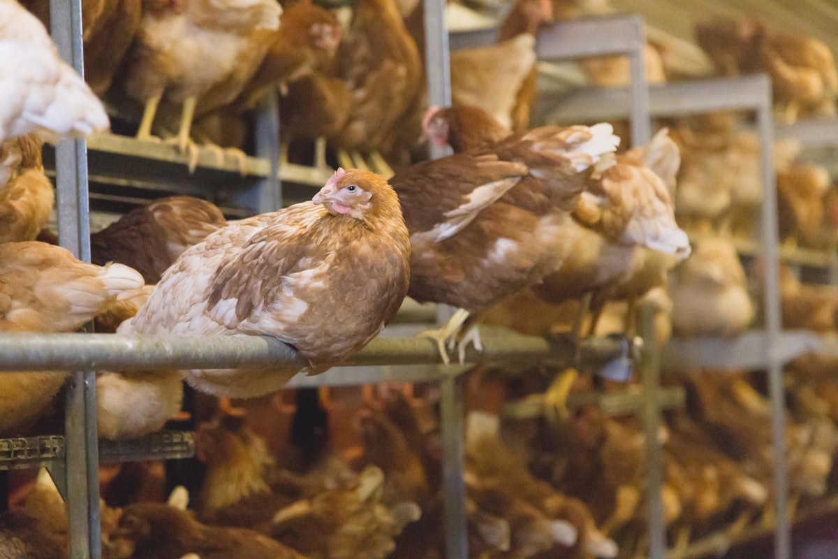 US cage-free egg pledges coming due, chaos not expected | WATTPoultry.com