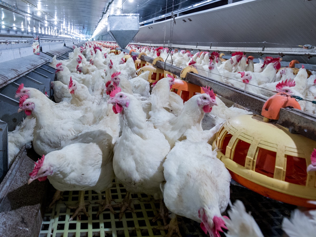 Extra nutrition strategies for broiler breeders | WATTPoultry.com
