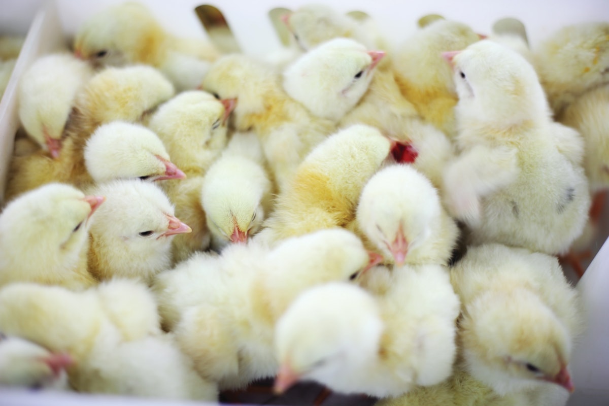 How to ensure good chick transport from hatchery to farm | WATTPoultry.com