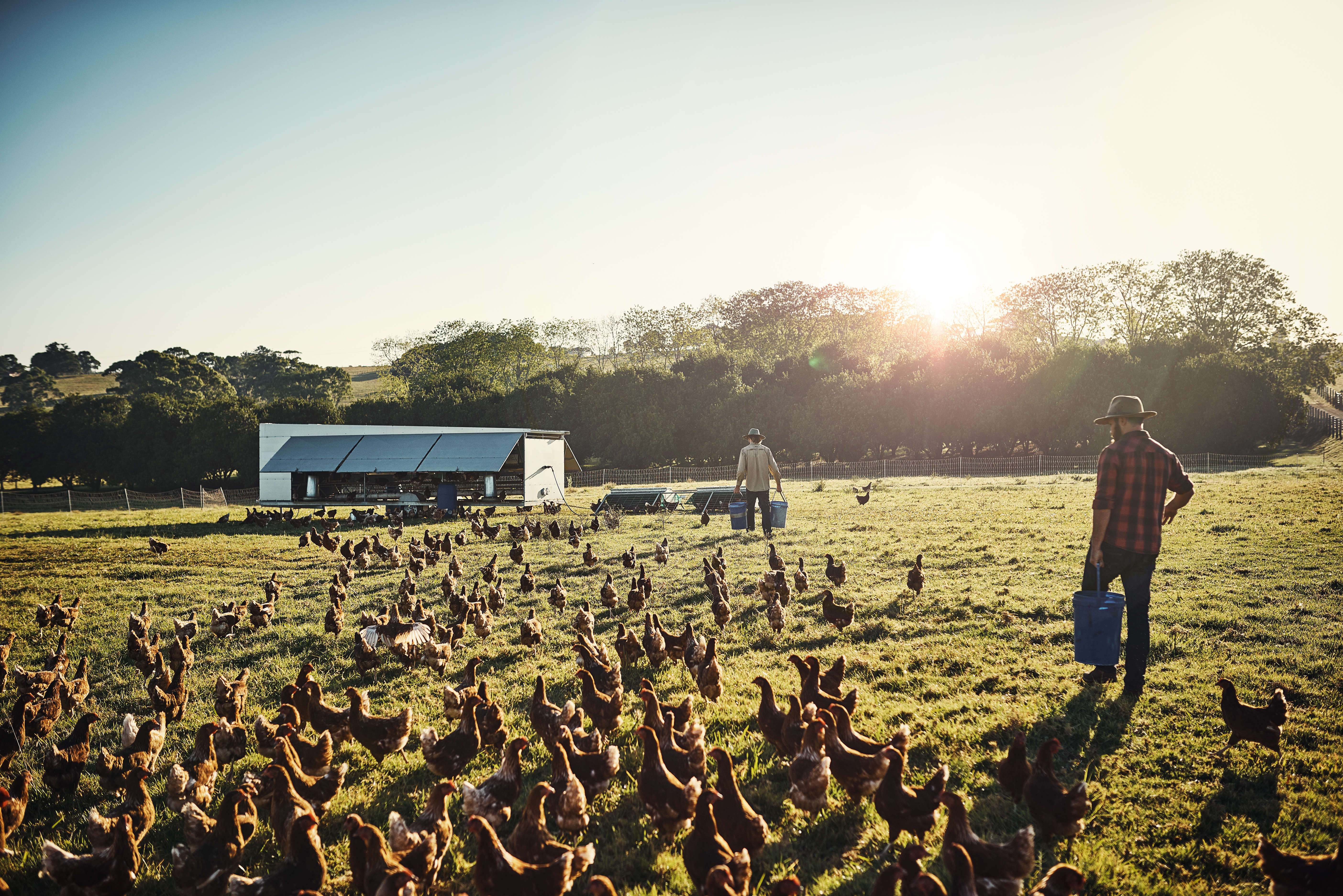 CIWF: Europe’s broiler welfare improves, more work needed | WATTPoultry.com