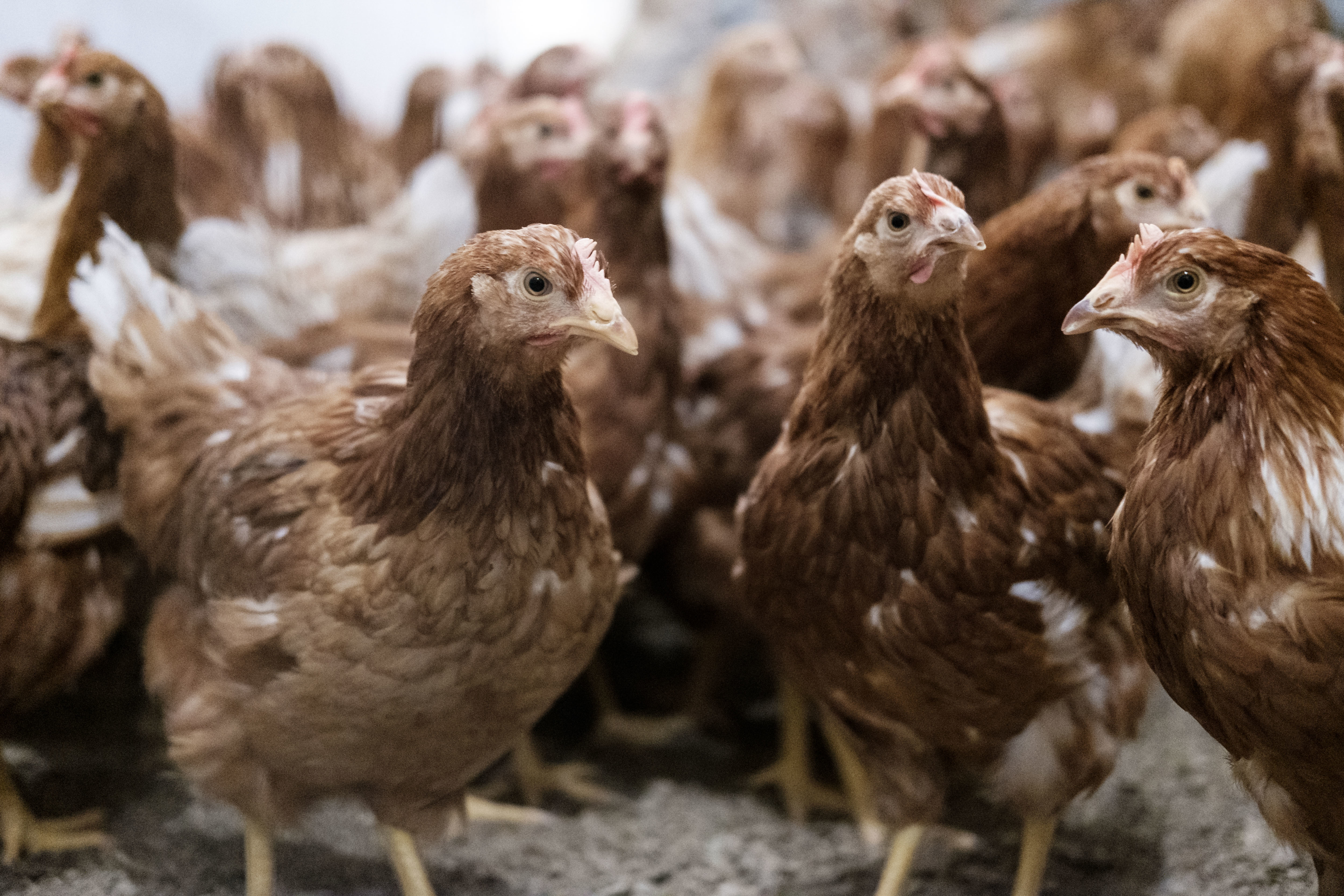 Cage-free pullet welfare unaffected by stocking density | WATTPoultry.com
