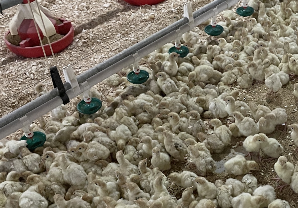 Behaviors to look for as poults adjust to new environment | WATTPoultry.com