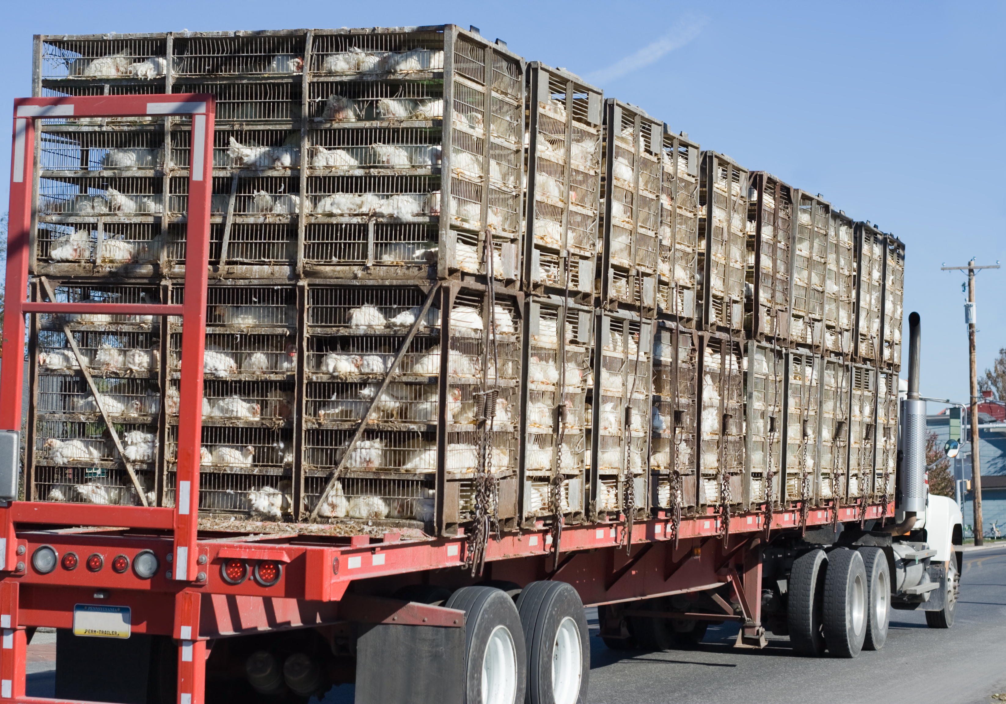 RFID advances could improve poultry supply chain traceability ...