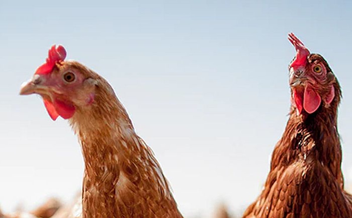What the European Chicken Commitment will mean in practice ...