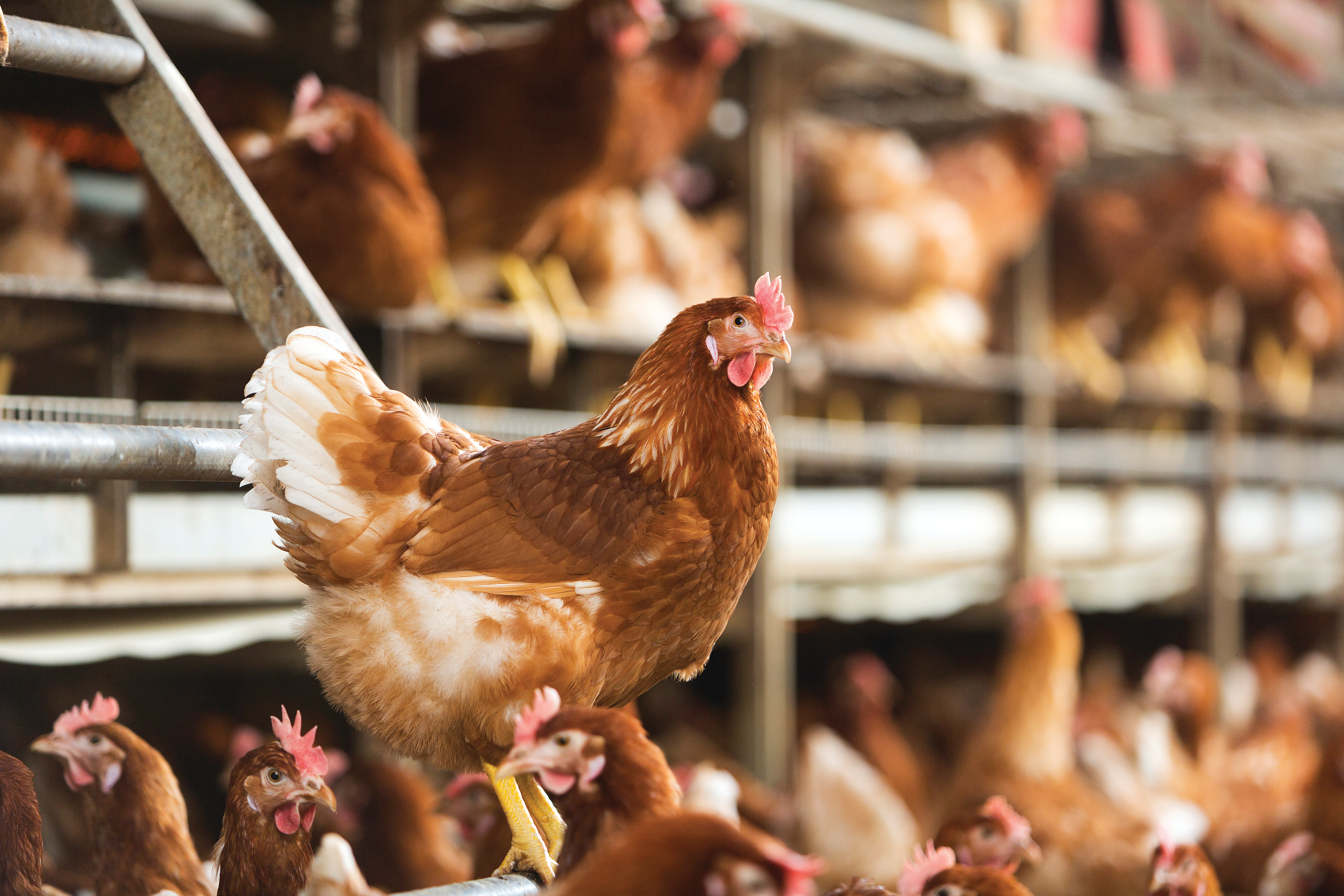 Why it's time to re-examine poultry production efficiency | WATTPoultry.com