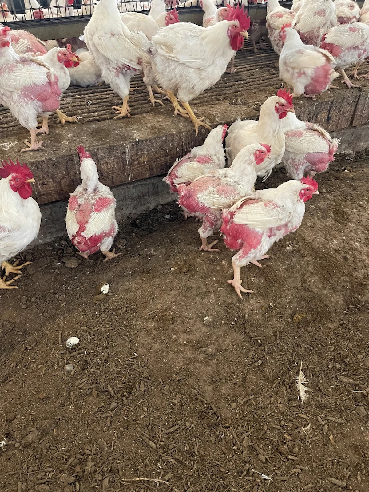 How to minimize feather picking in broiler breeders | WATTPoultry.com