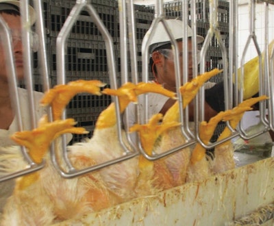 Key points to maximize poultry processing productivity | WATTPoultry.com