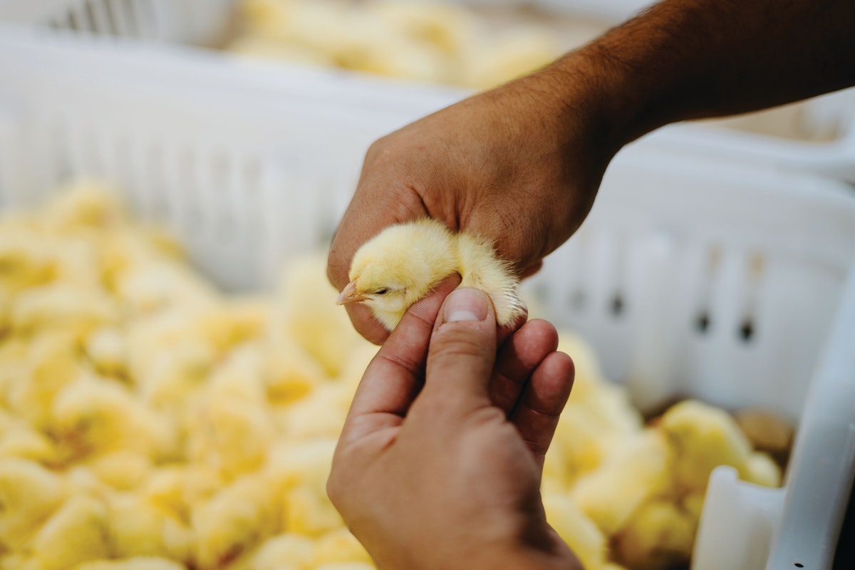 AI: Next step forward in broiler chick sexing? | WATTPoultry.com