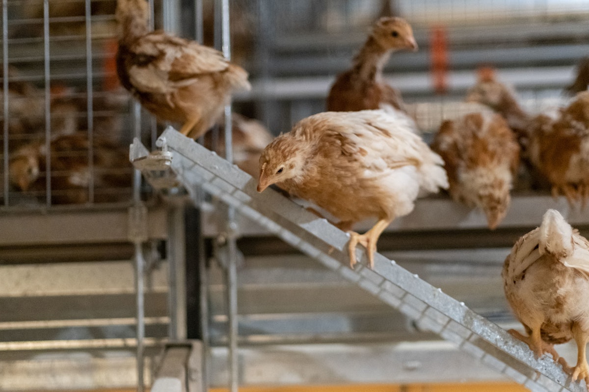 US Rose Acre expands Seymour, Indiana, pullet facility | WATTPoultry.com
