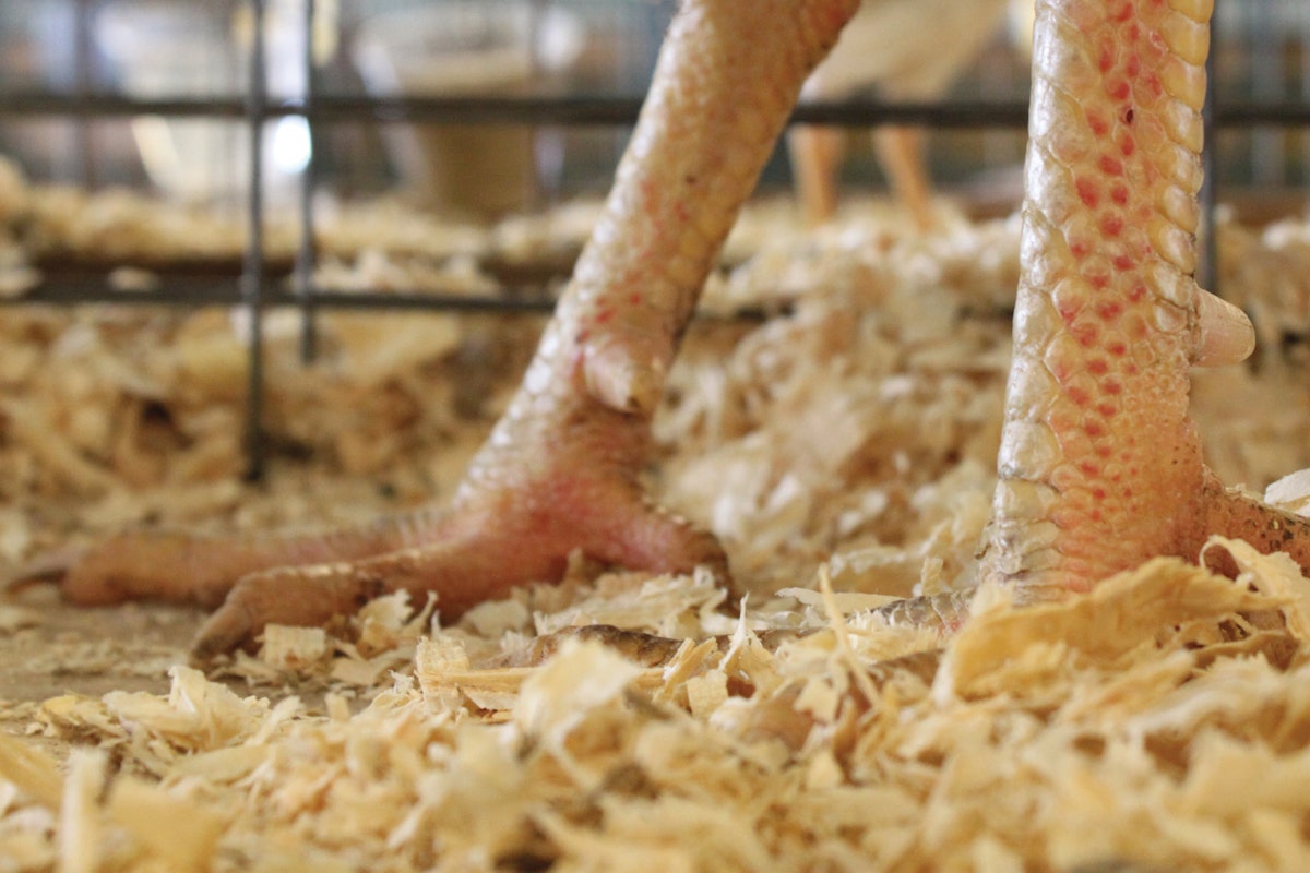 Foot pad lesions in broilers: Causes, concerns and mitigation ...
