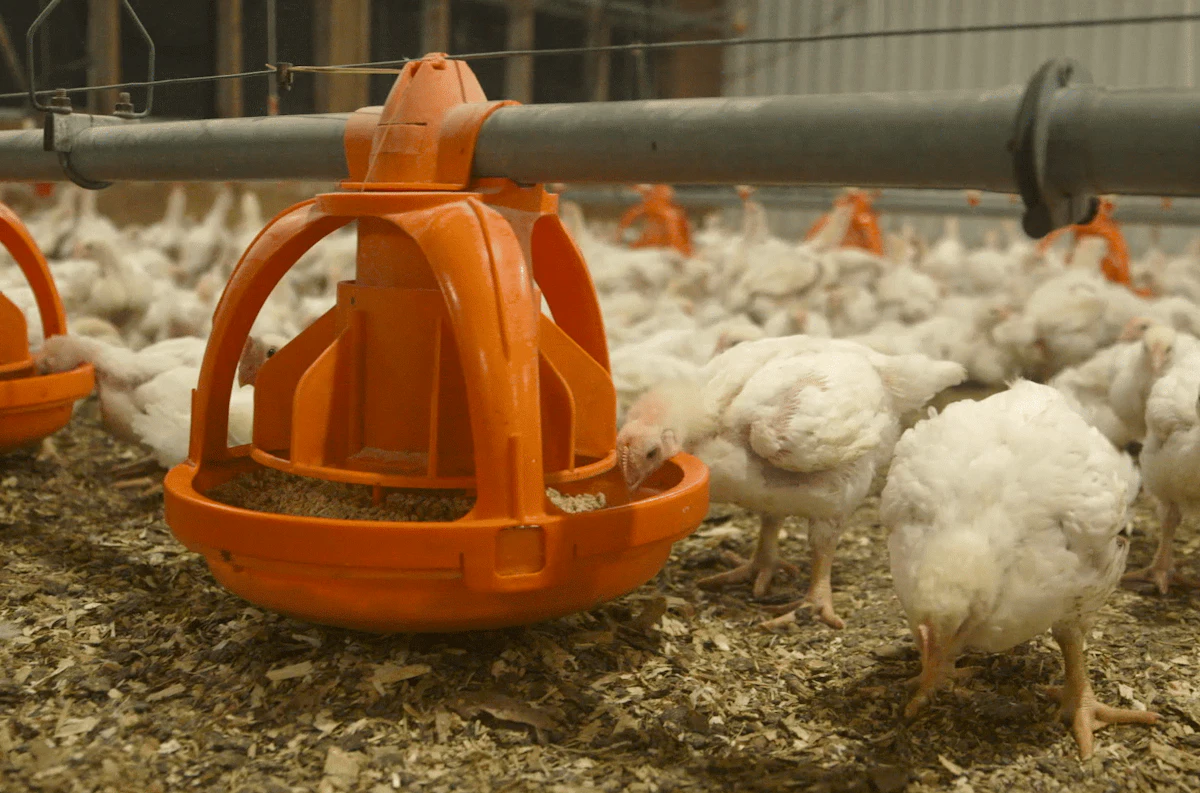 Canada government invests in poultry welfare research | WATTPoultry.com