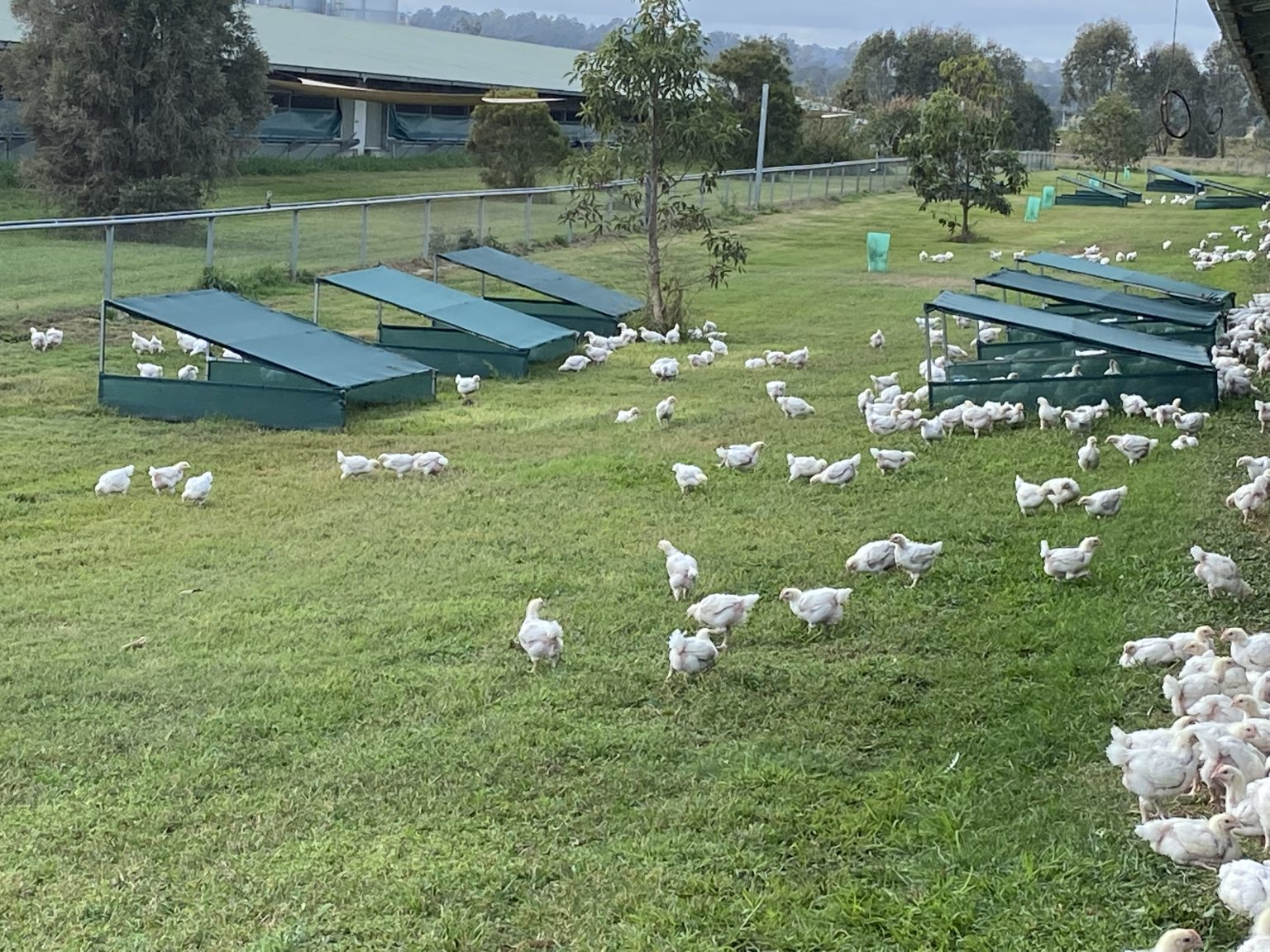 Study: Evenly spaced enrichments best for broiler behavior ...