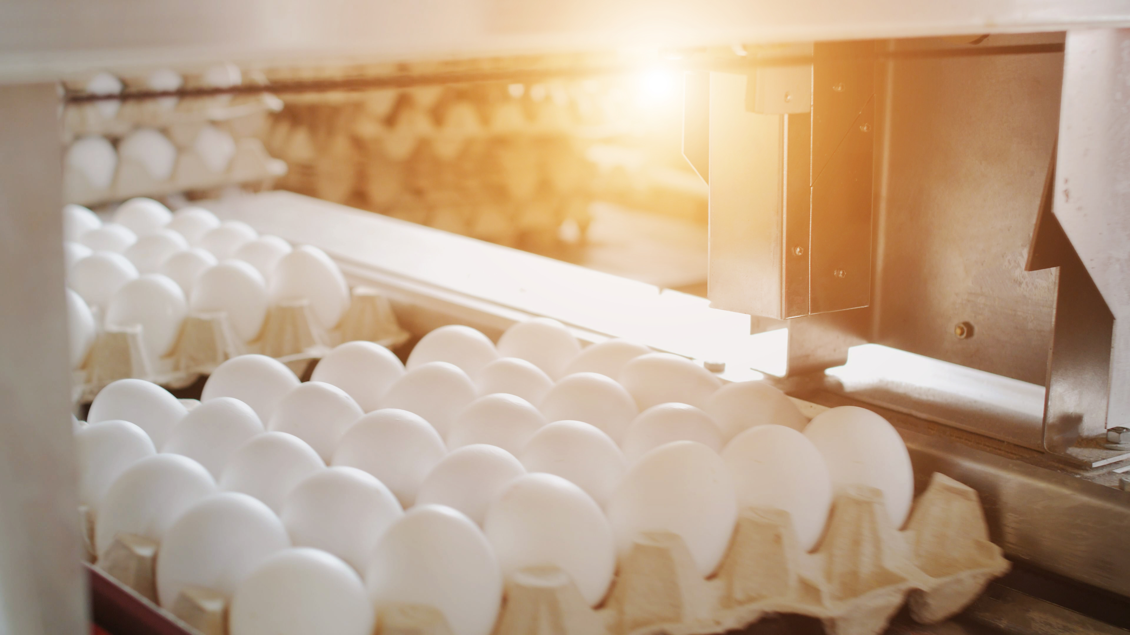 Poultry production, consumption to rise until 2033 | WATTPoultry.com