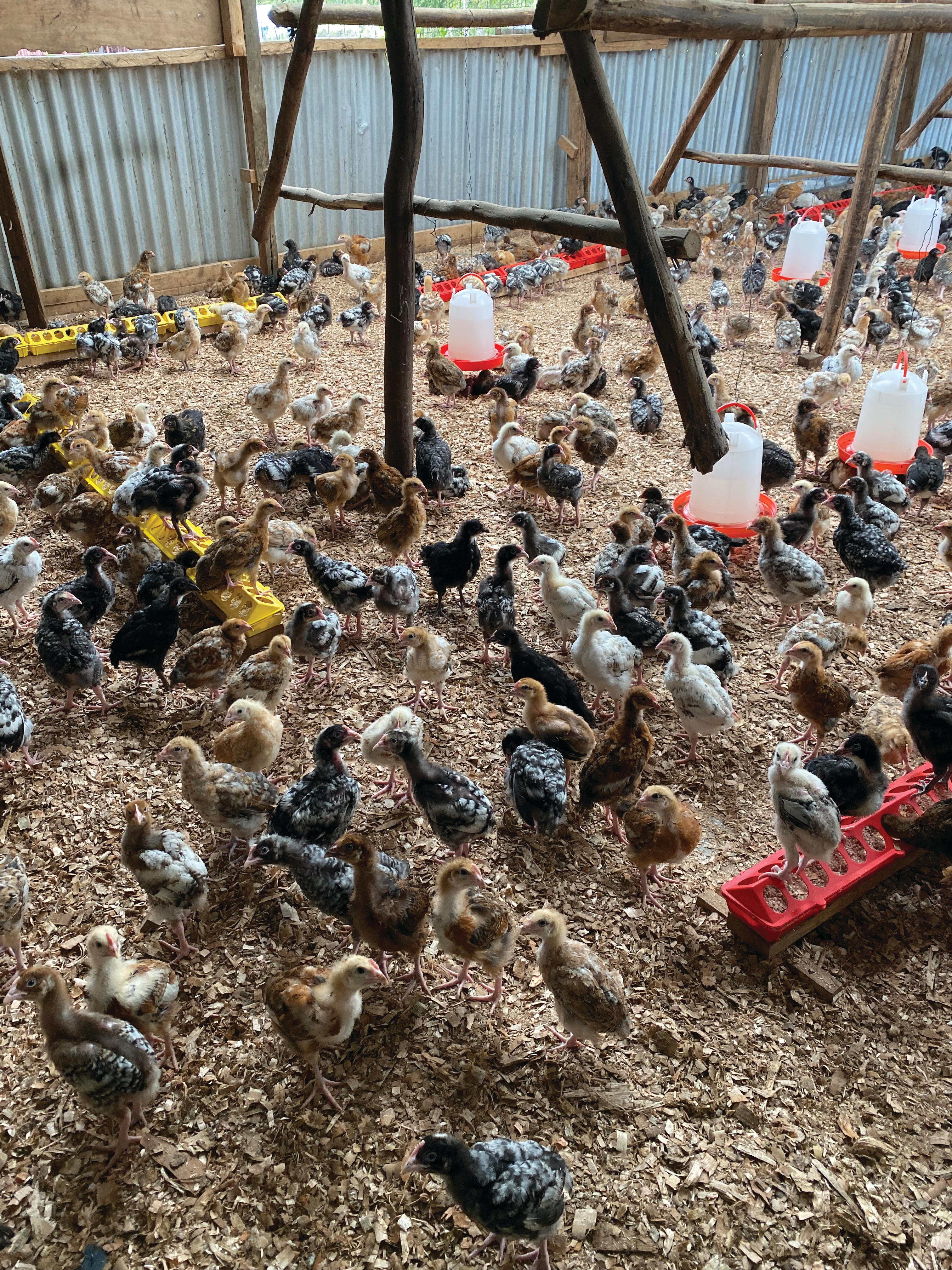 Antibiotics leadership has enhanced the poultry industry | WATTPoultry.com