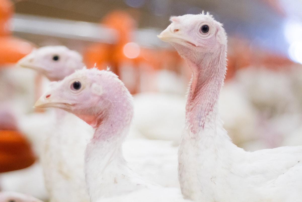US sends first shipment of turkey products to India | WATTPoultry.com