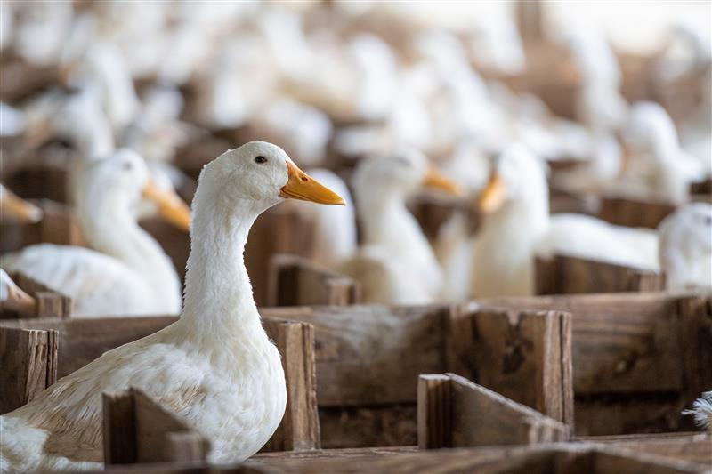 Vaccinated duck flock in France hit by avian flu | WATTPoultry.com