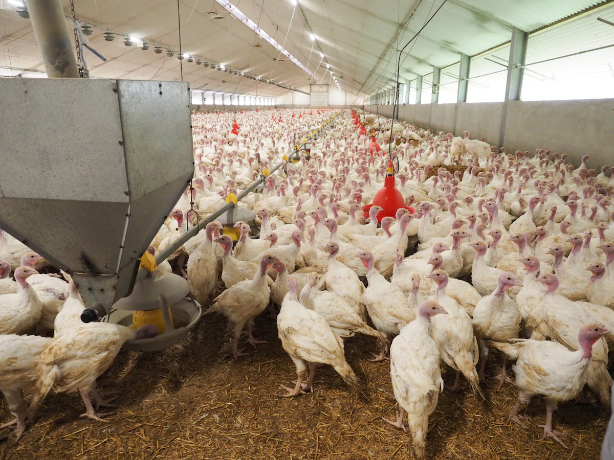 How to recognize, prevent avian metapneumovirus in turkeys ...