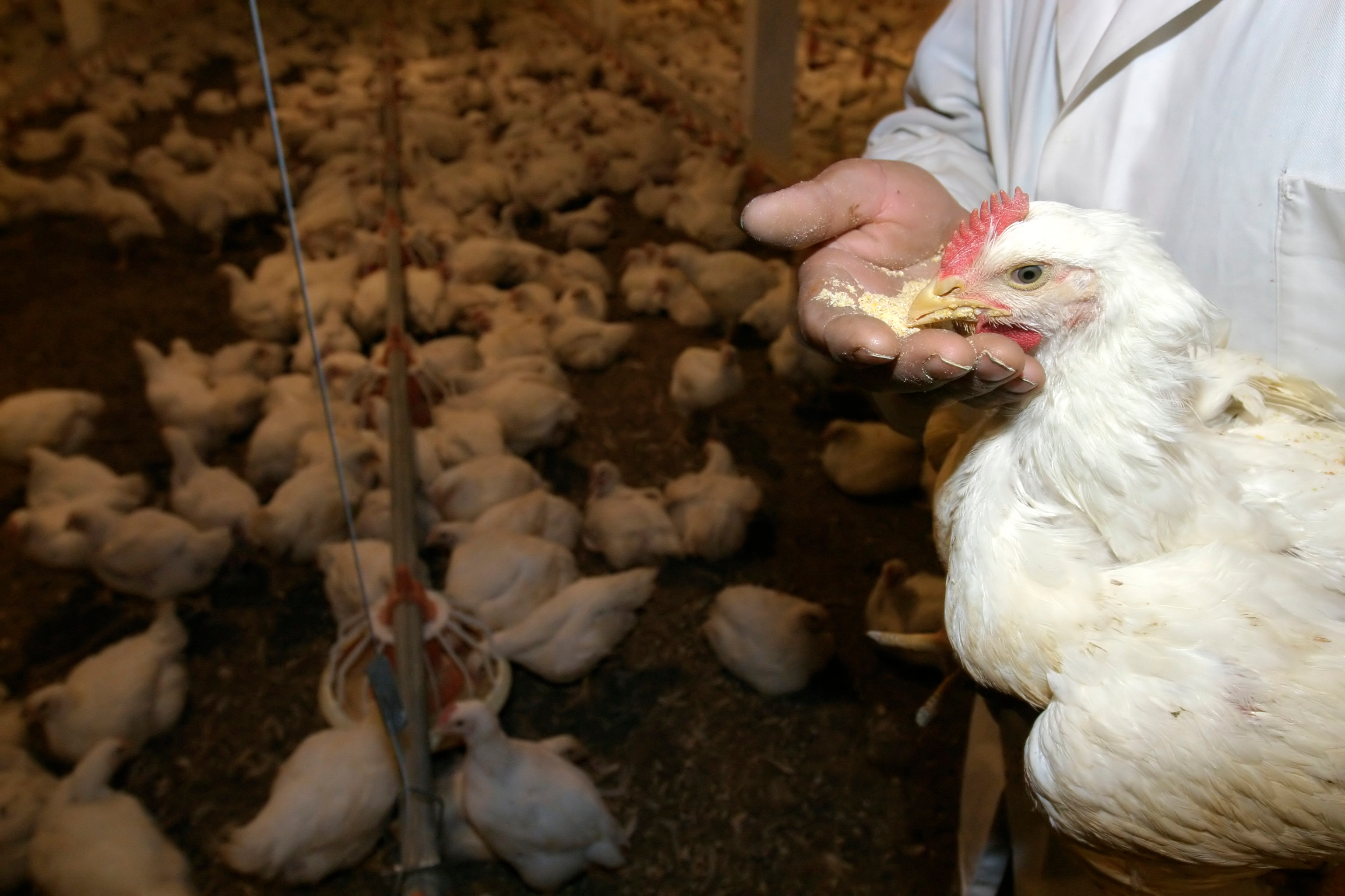 Online modules could transform poultry welfare training | WATTPoultry.com