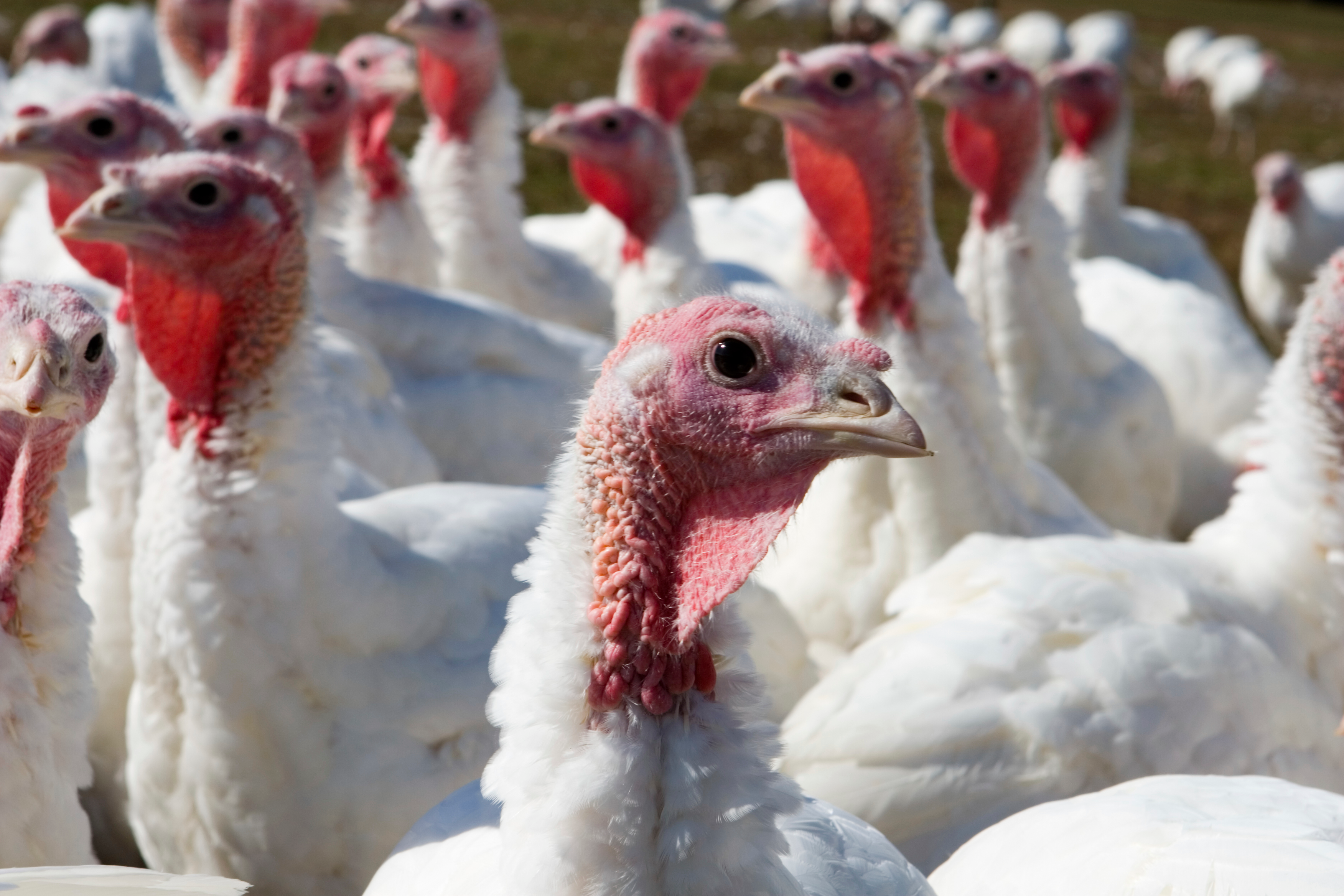 Cargill closes Springdale Arkansas turkey processing plant ...