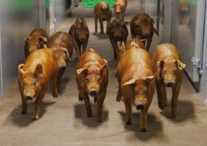 Cranswick acquires JSR Genetics | WATTPoultry.com