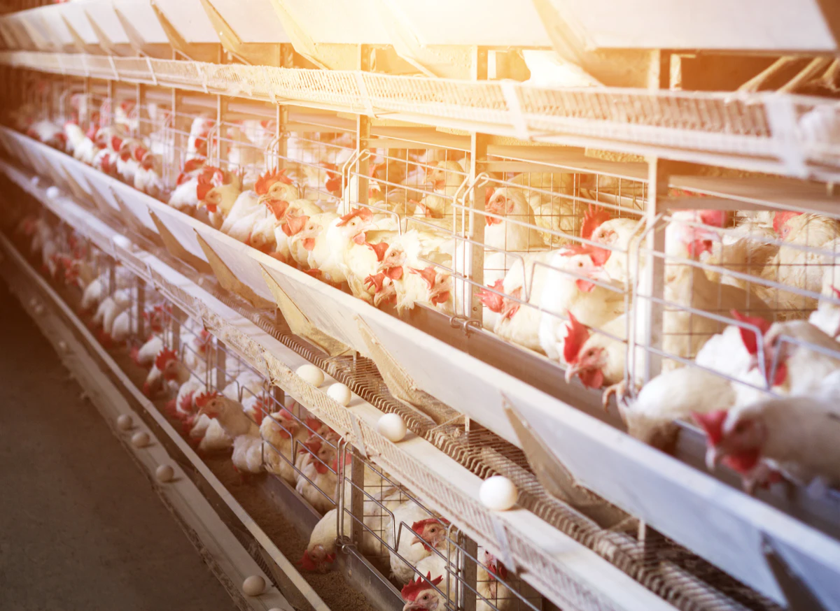 Over 3 million hens in one flock lost to avian influenza | WATTPoultry.com