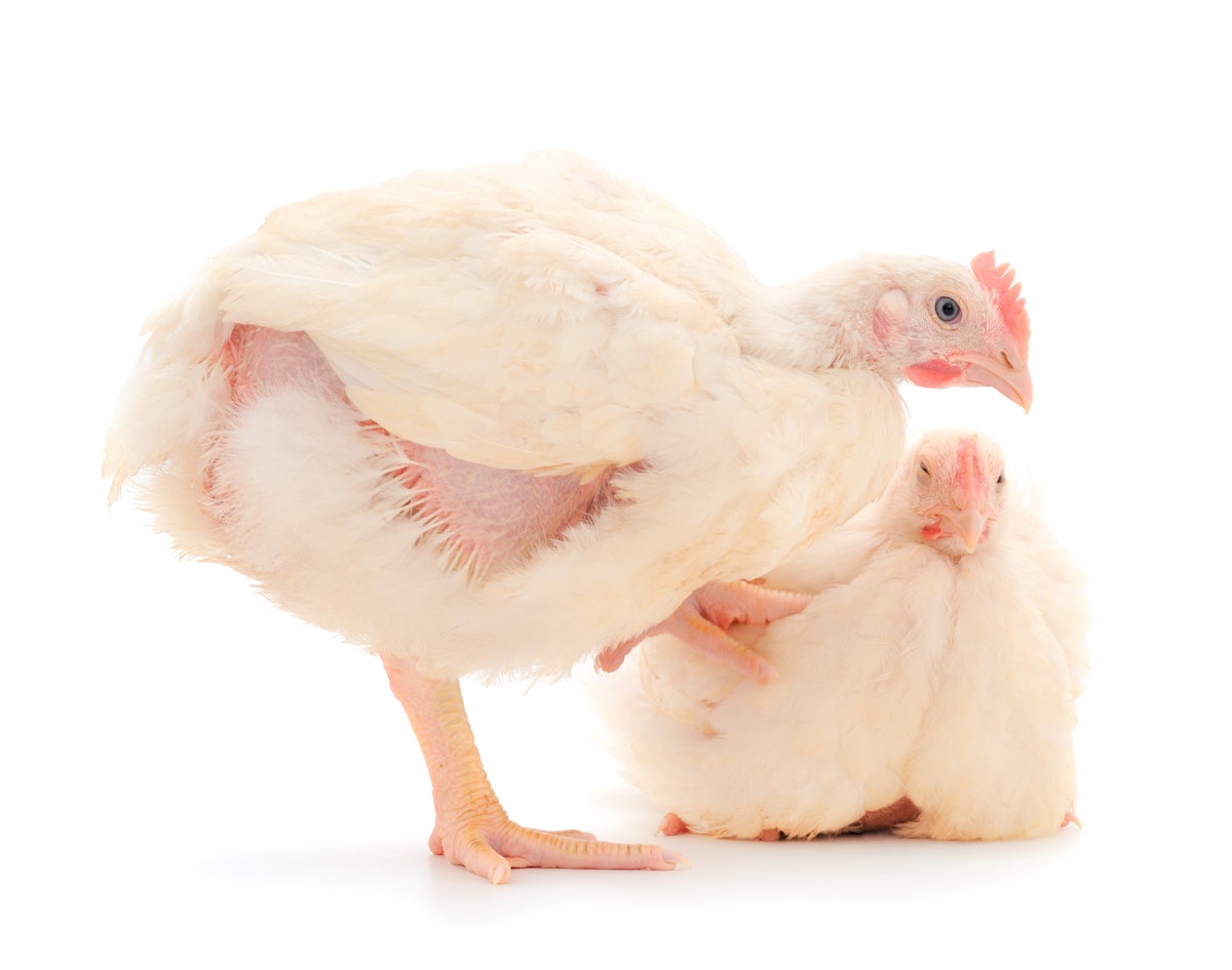 Updated American Humane broiler standards now available | WATTPoultry.com