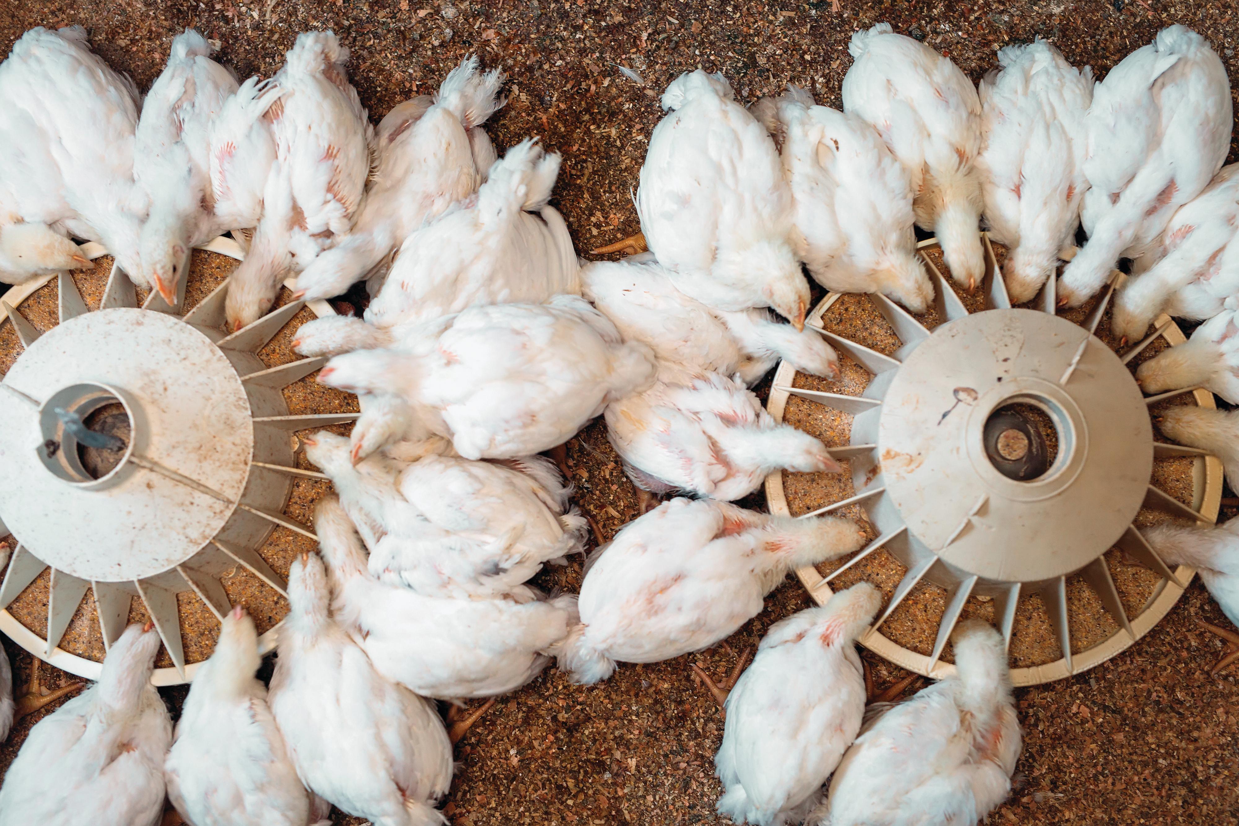 Brazil’s Lar achieves best year ever | WATTPoultry.com