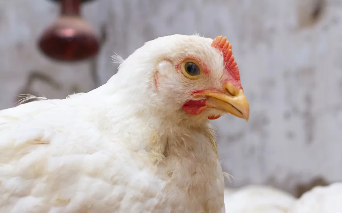 Scandi Standard to buy 6 poultry farms in Lithuania | WATTPoultry.com