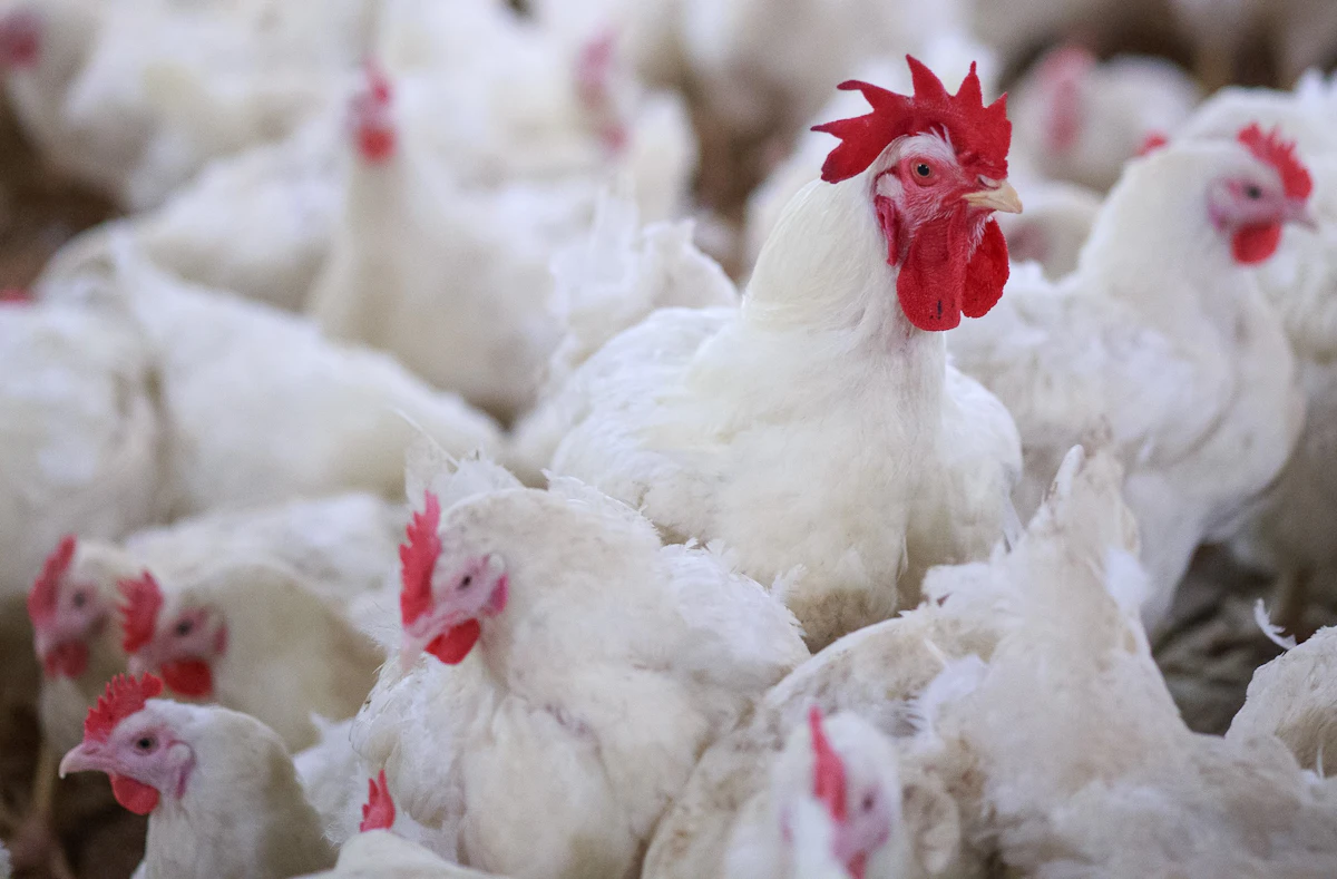 Mississippi broiler breeders test positive for avian flu | WATTPoultry.com