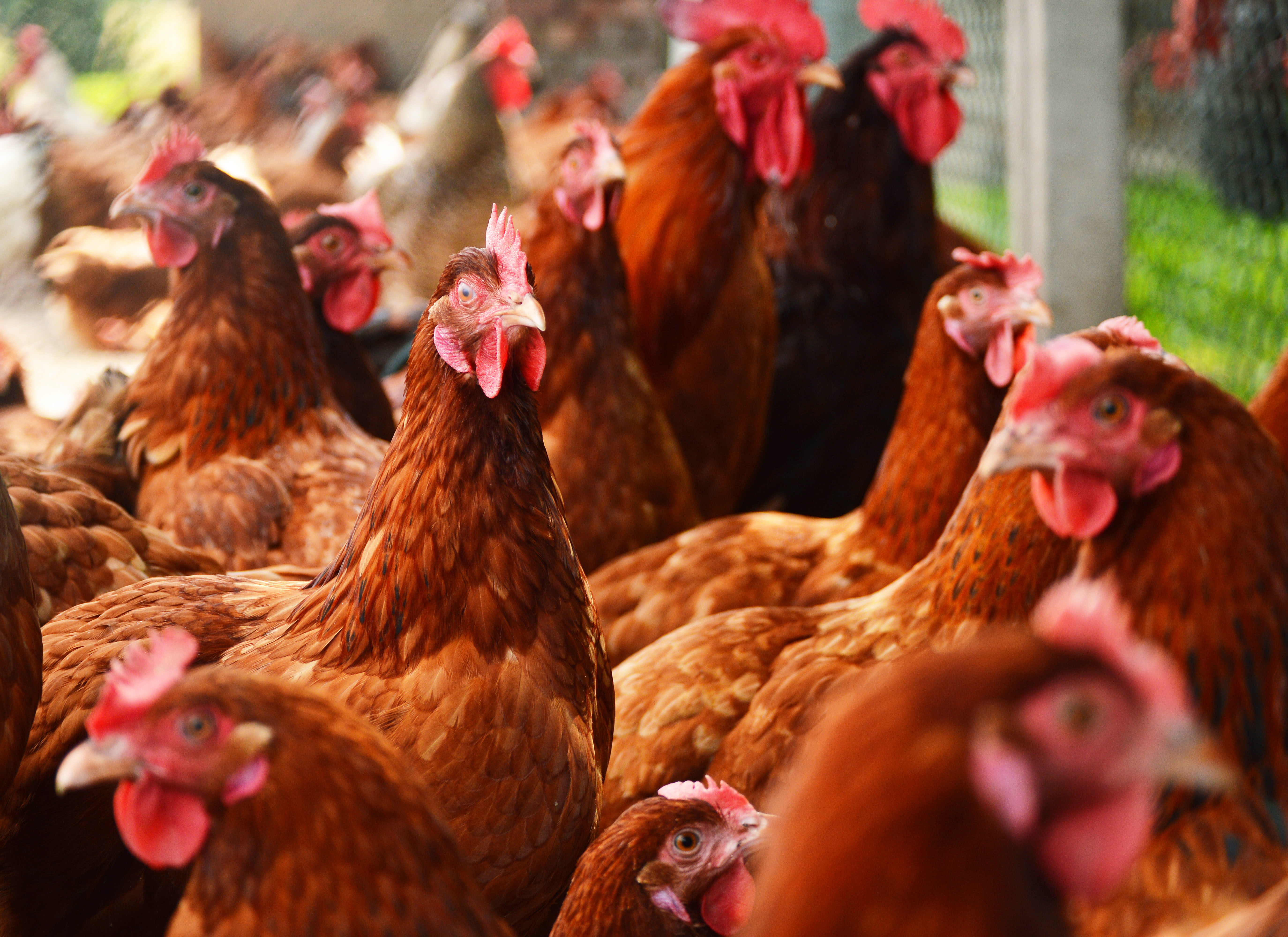 Study tackles slow growth broiler welfare, housing standards ...