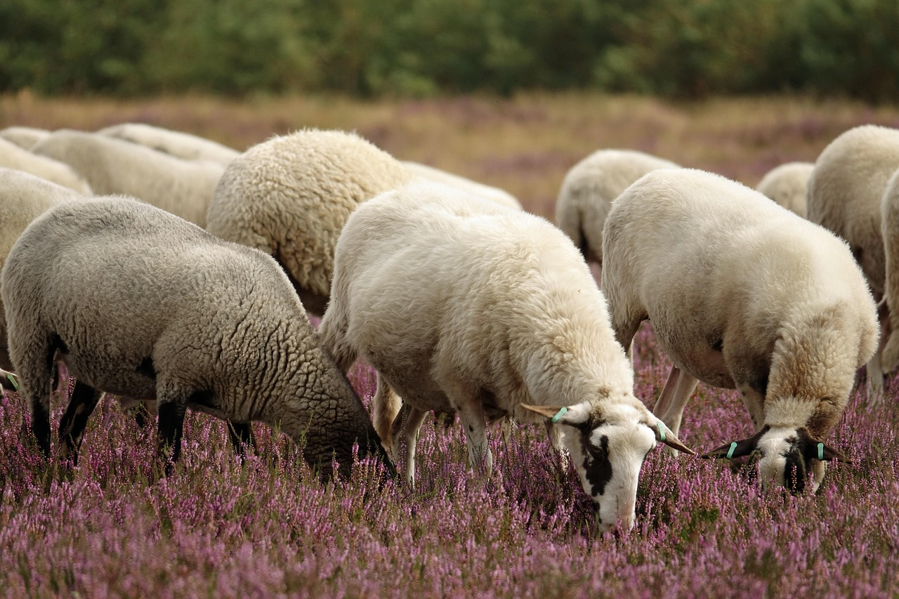 Avian influenza H5N1 reported for first time in sheep | WATTPoultry.com
