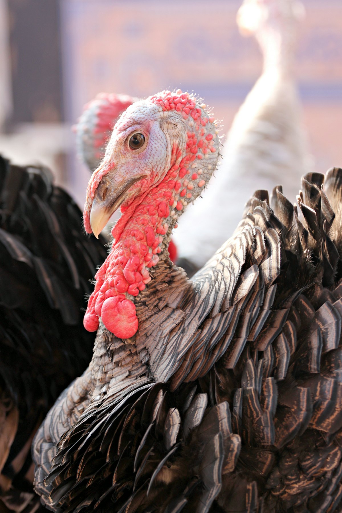 3 largest US turkey companies reduce slaughter in 2025 | WATTPoultry.com