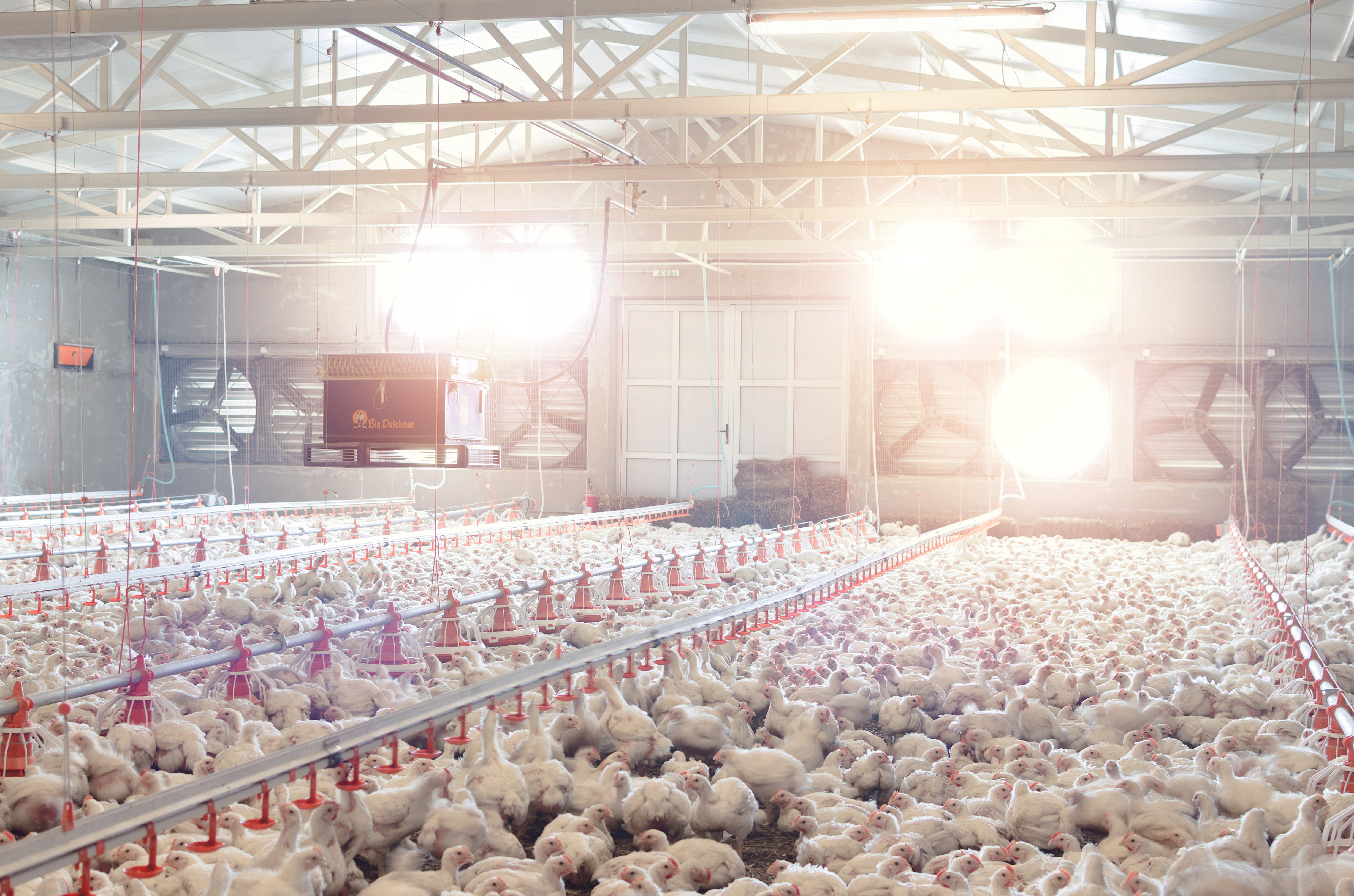 2025 US poultry market trends: An uphill battle | WATTPoultry.com