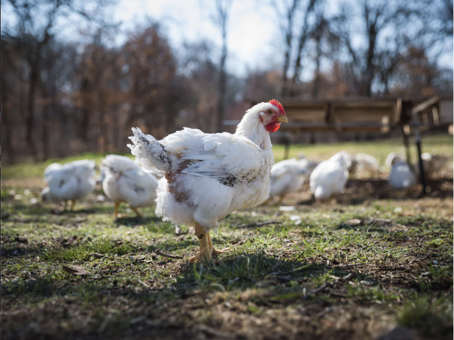 Regenerative Poultry: Force of Nature's Holistic Approach | WATTPoultry.com