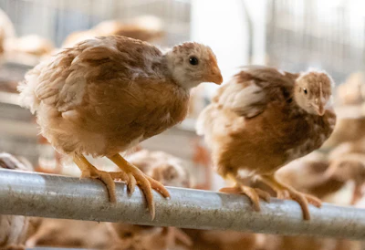 New pullet operation under consideration in Ohio | WATTPoultry.com