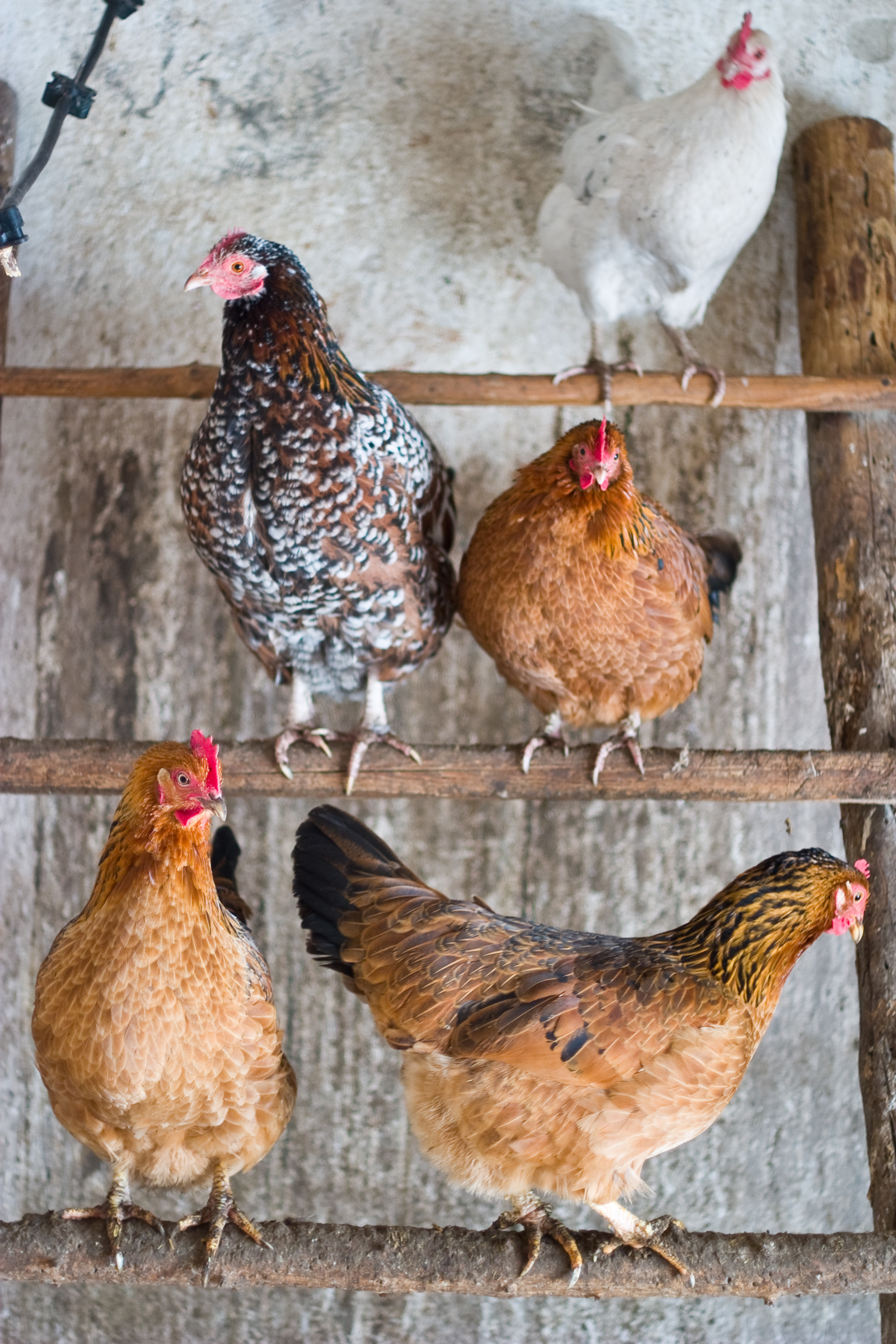 Poultry Welfare: Effective Enrichment Strategies | WATTPoultry.com