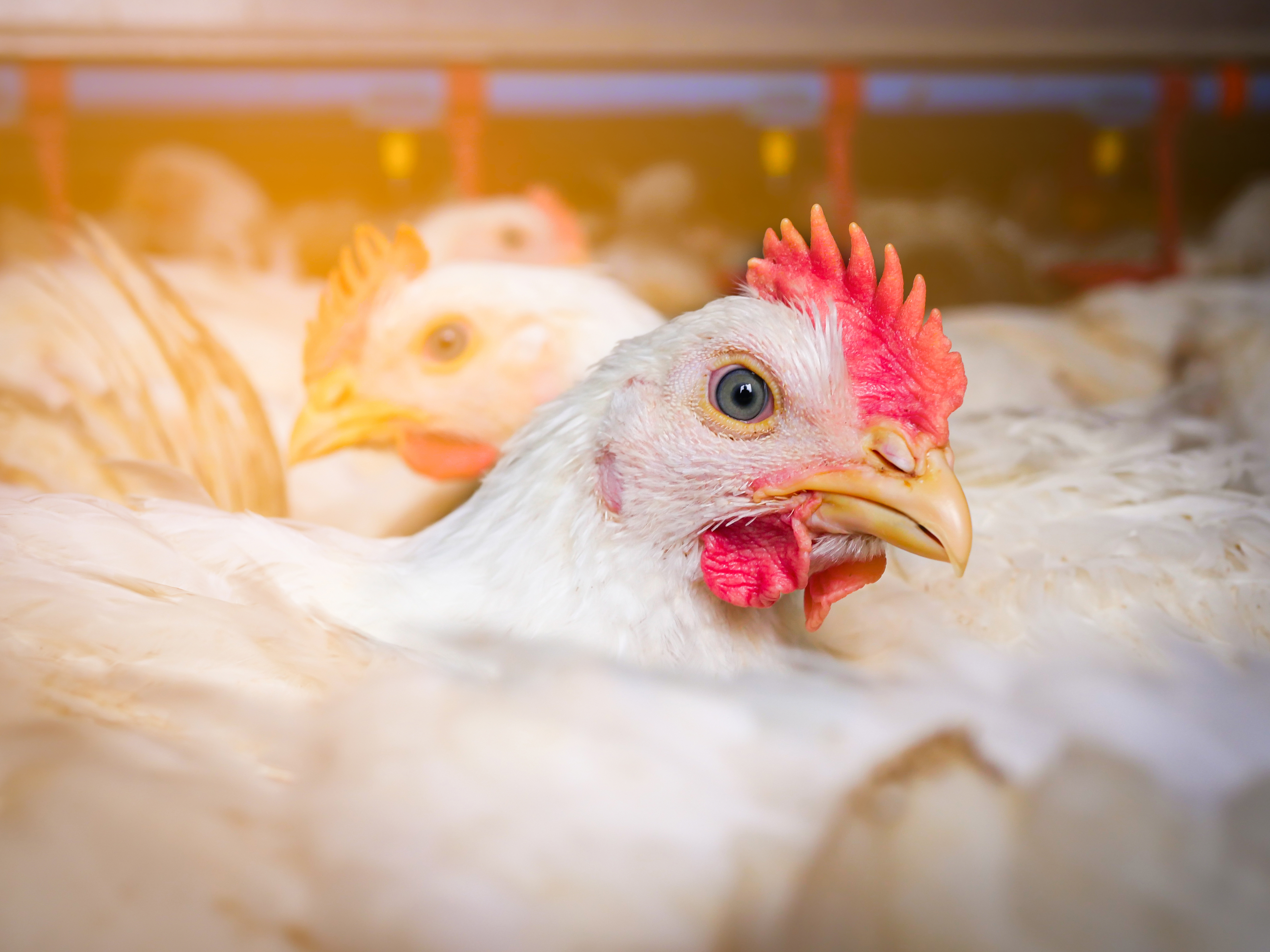 Top 10 Poultry Podcasts Shaping Industry Trends | WATTPoultry.com