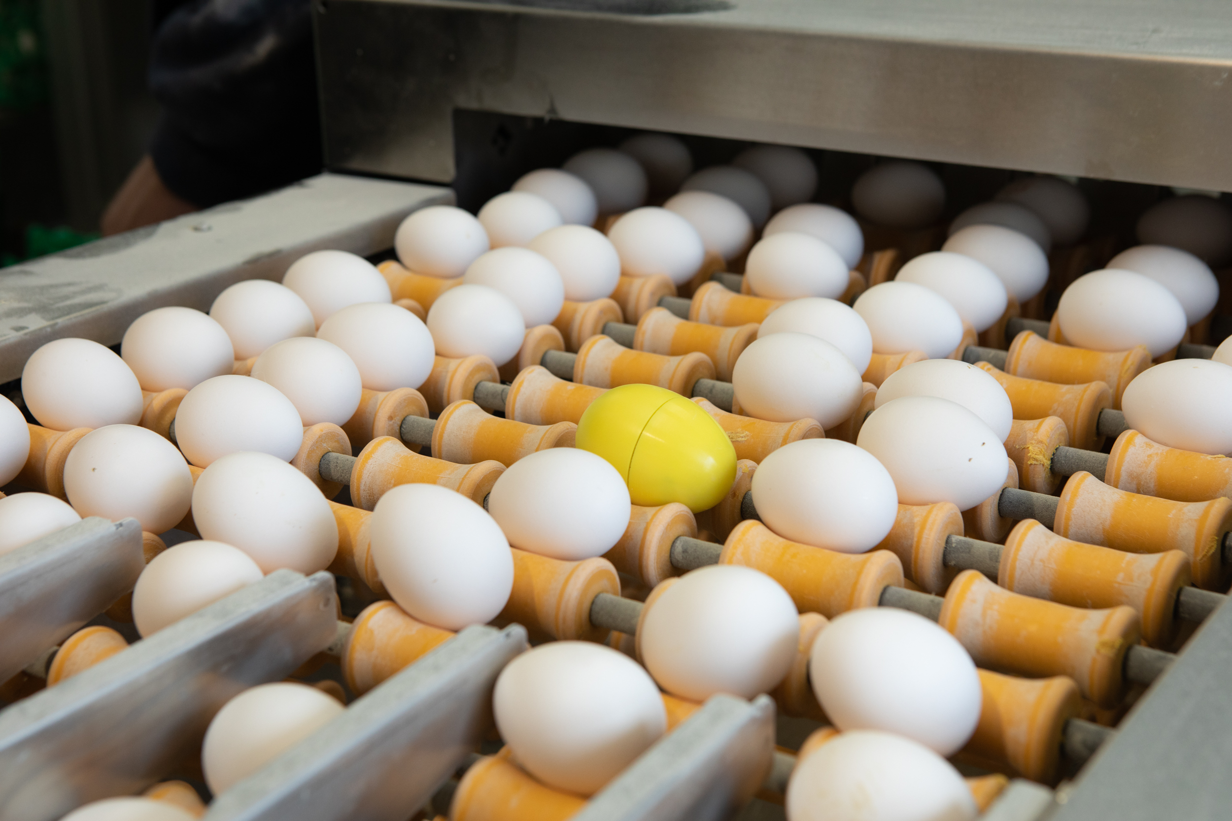 Sensor technology may reduce egg breakage in processing | WATTPoultry.com