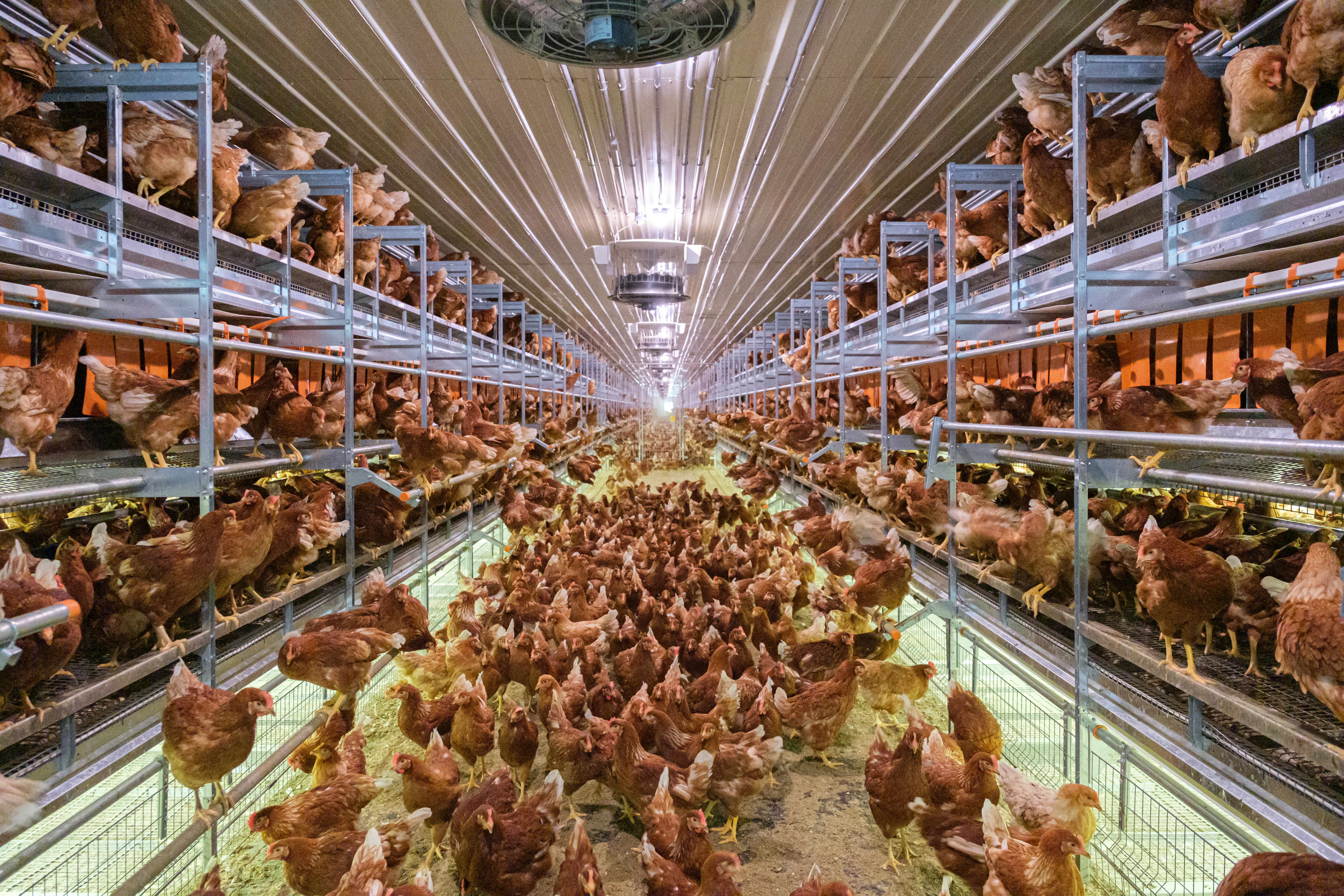 Behavioral tests show differences in cage-free layer strains ...