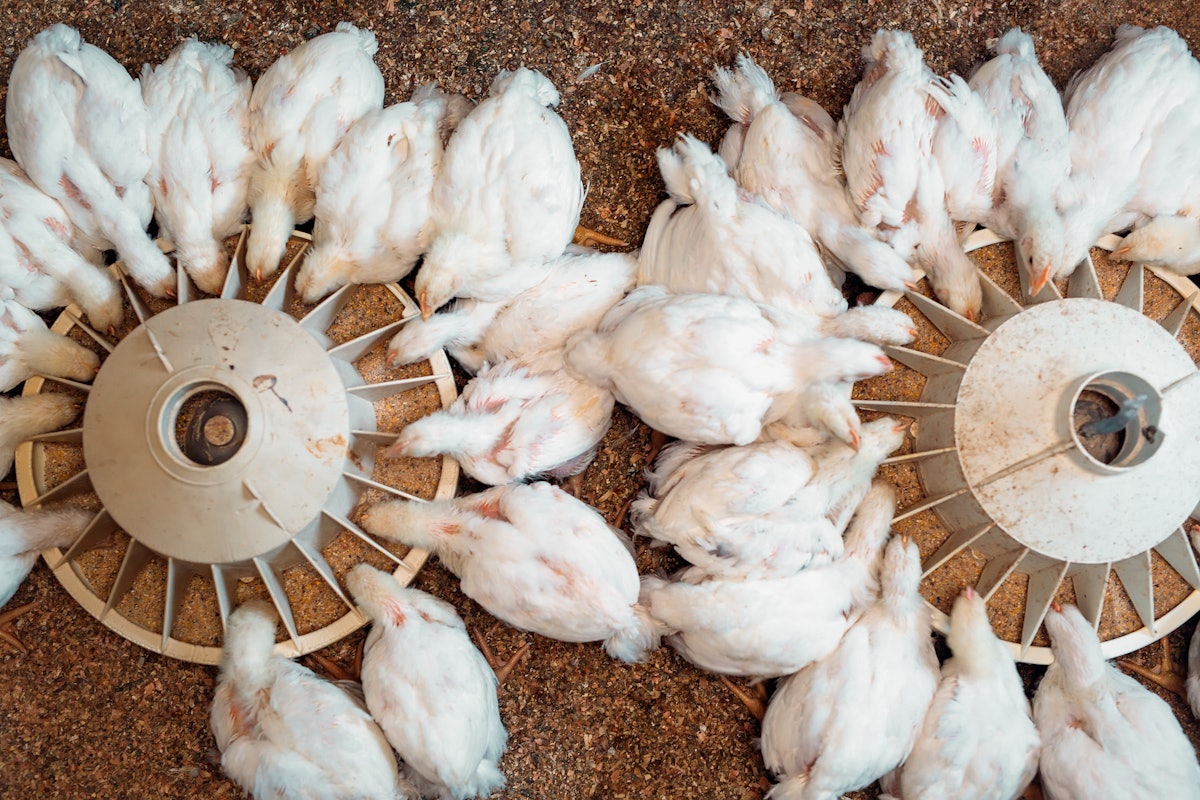 Improving Broiler Chick Performance with Omega-3 | WATTPoultry.com